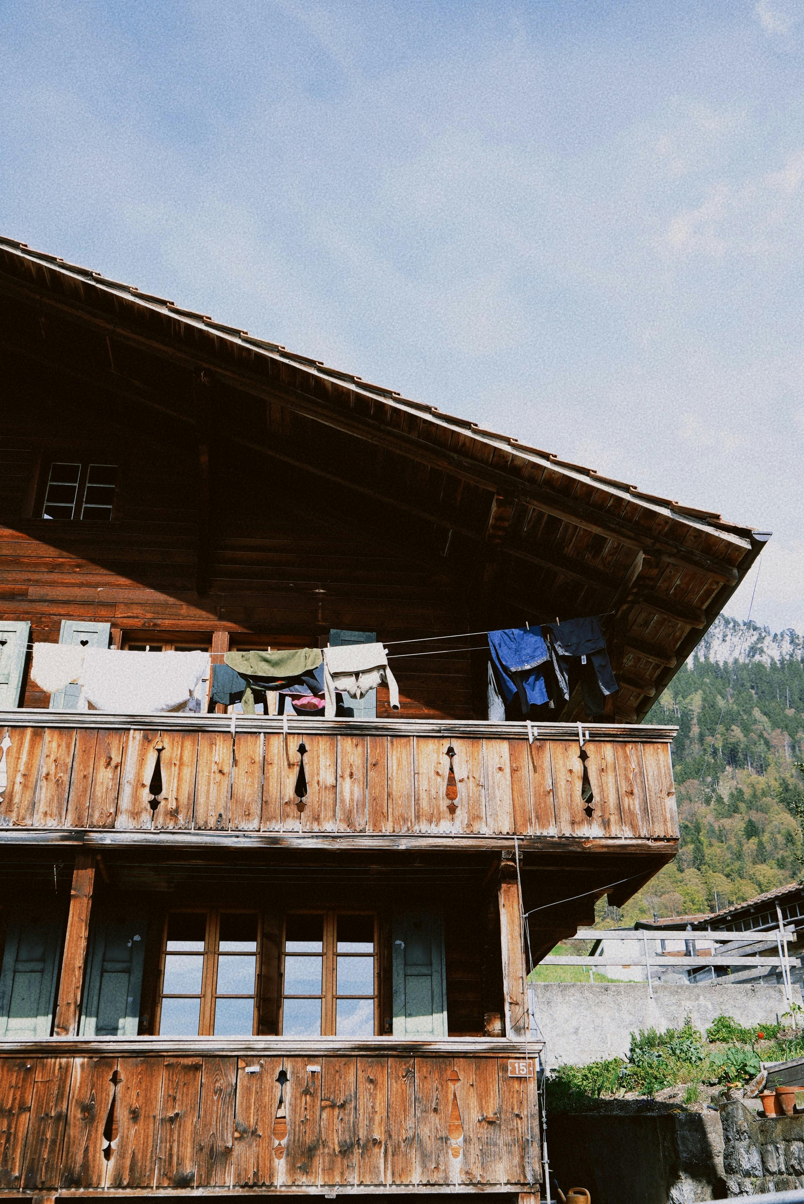 Daily Daisy - Fotografía