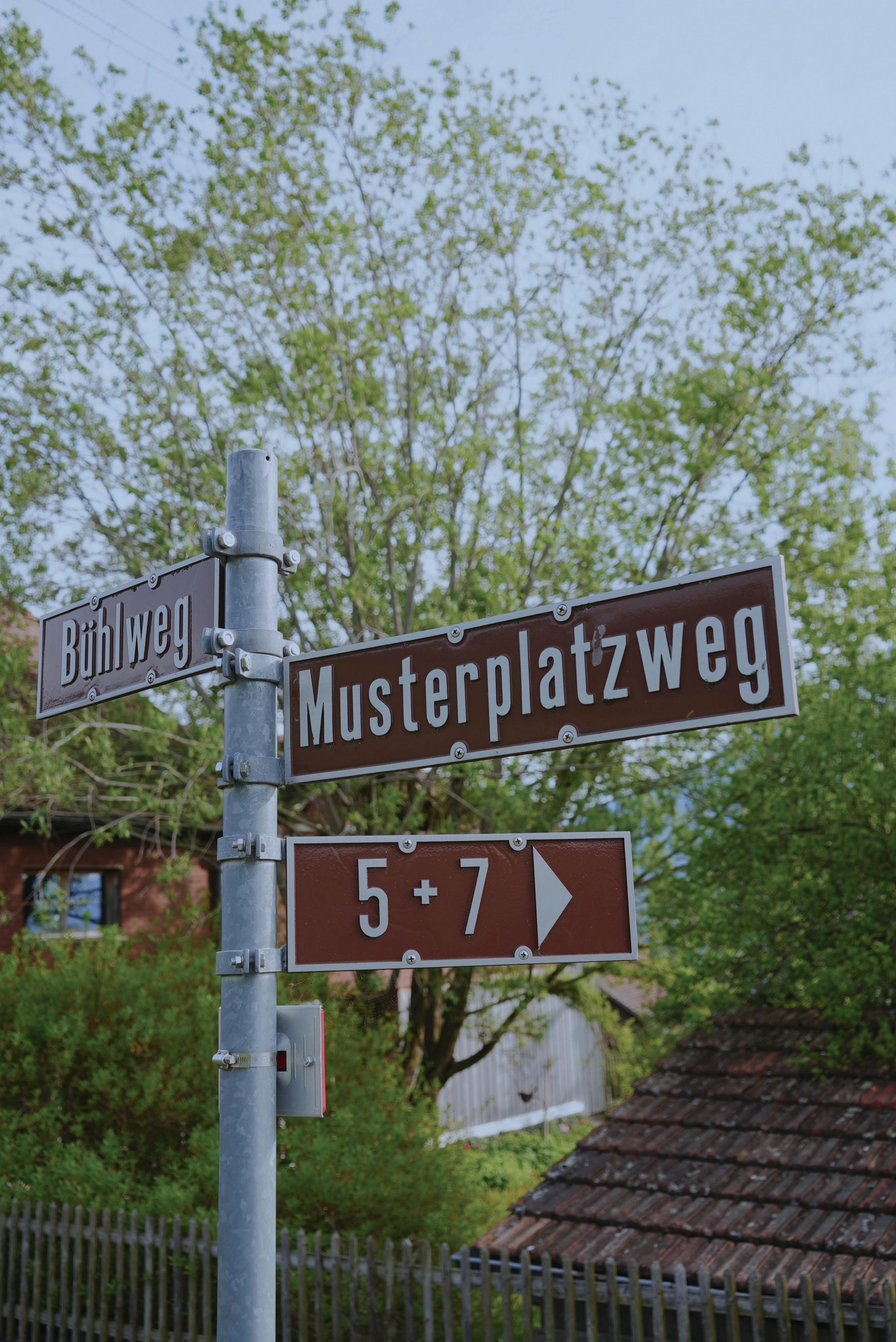 Daily Daisy - Fotografía