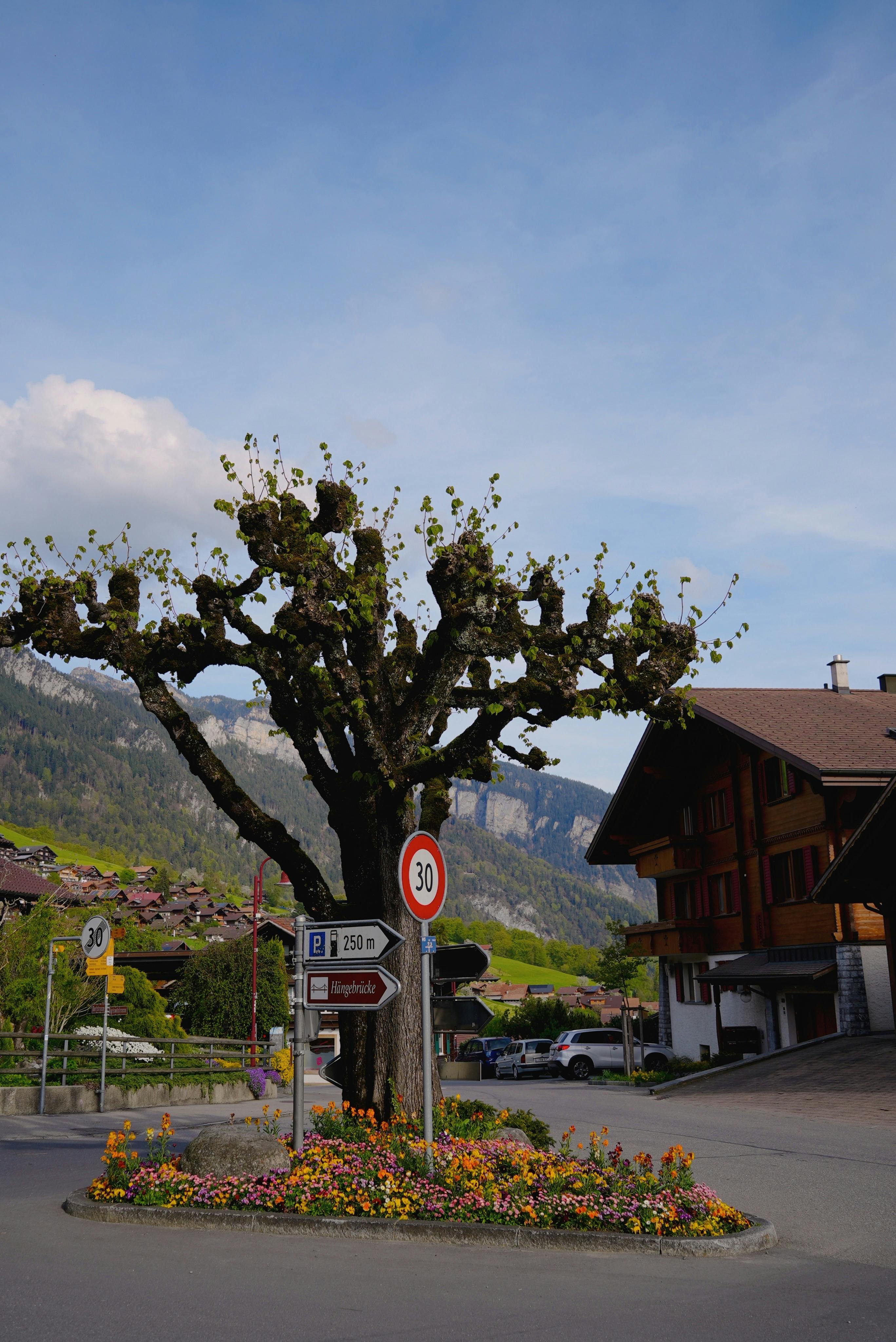 Daily Daisy - Fotografía