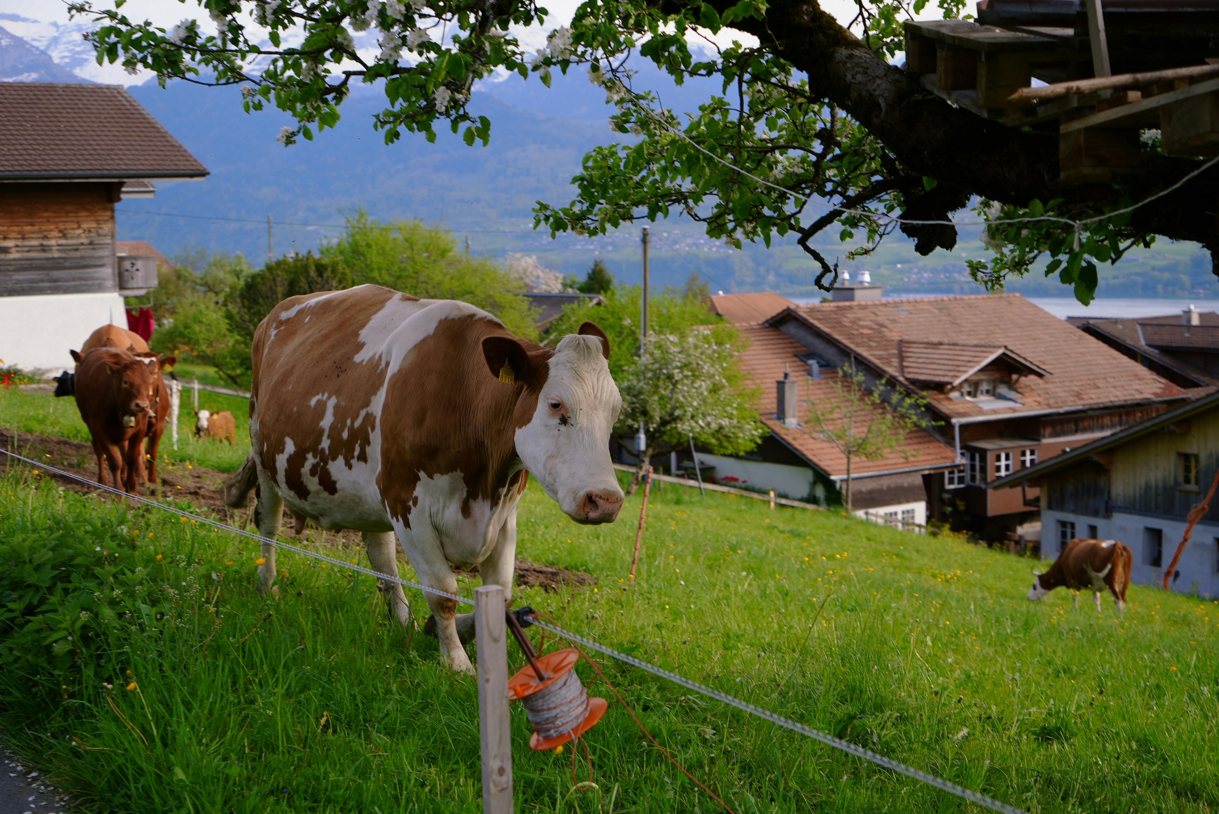 Daily Daisy - Fotografía
