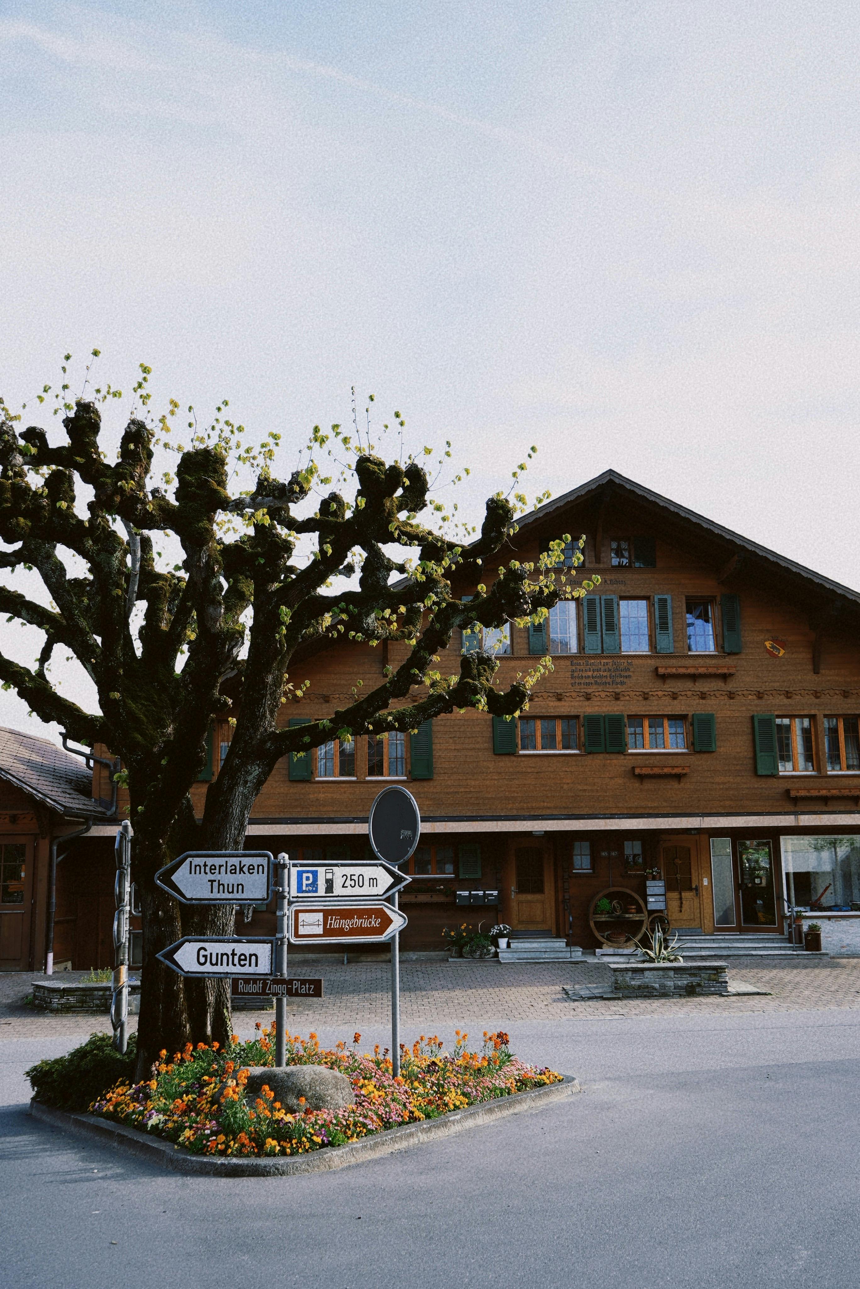 Daily Daisy - Fotografía