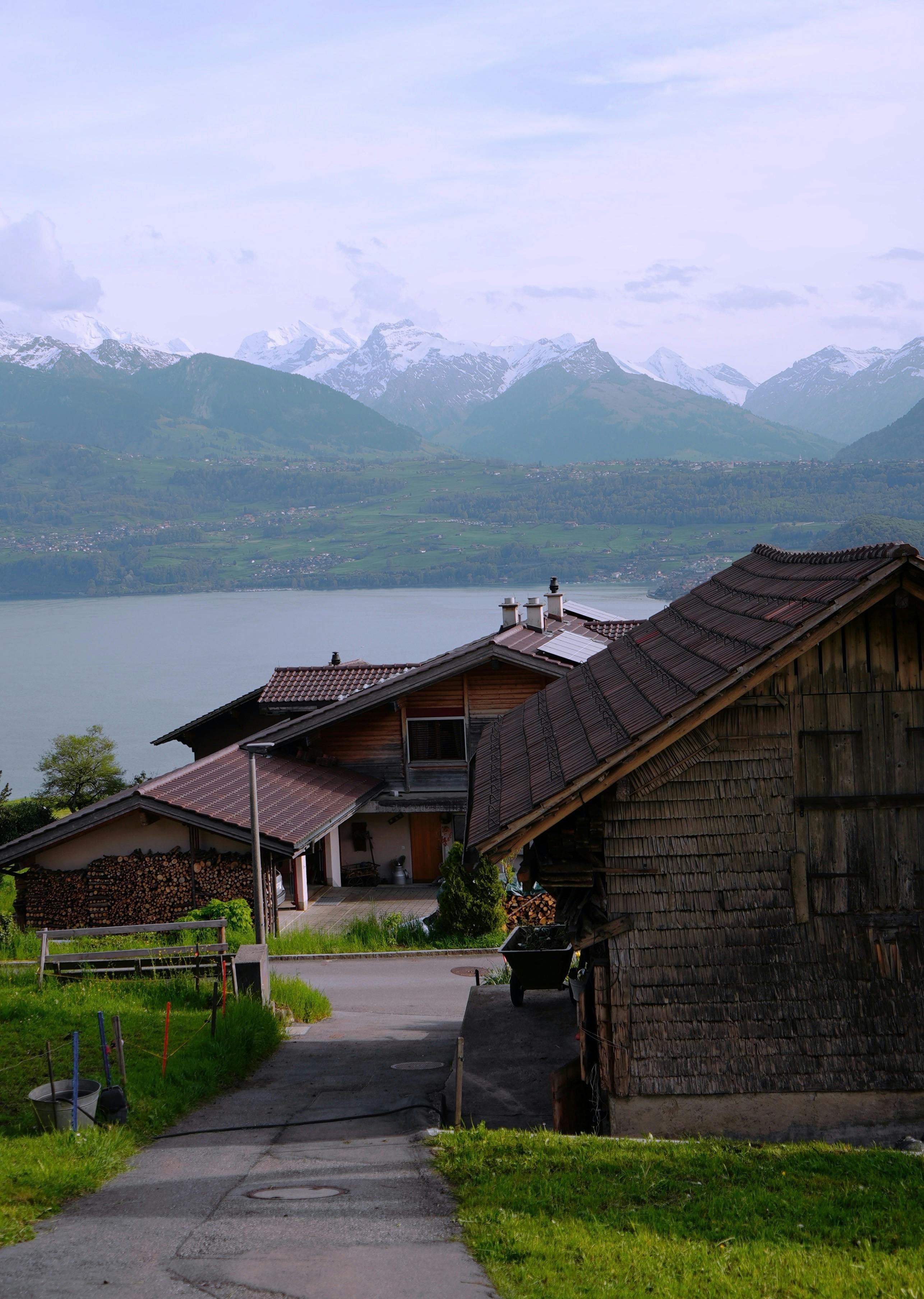 Daily Daisy - Fotografía