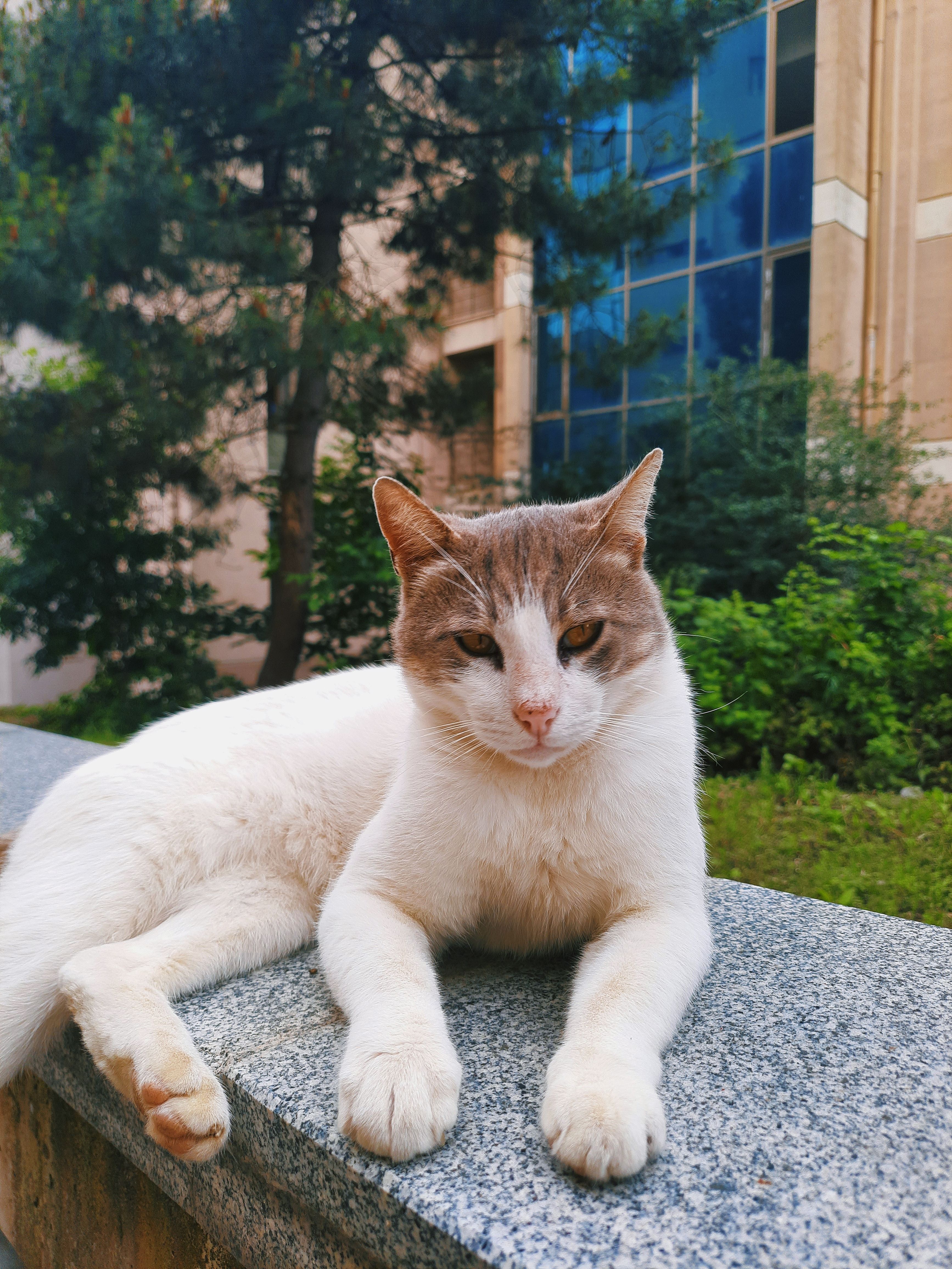 Cat Sliding On Icy Wall Photos, Download The BEST Free Cat Sliding On ...