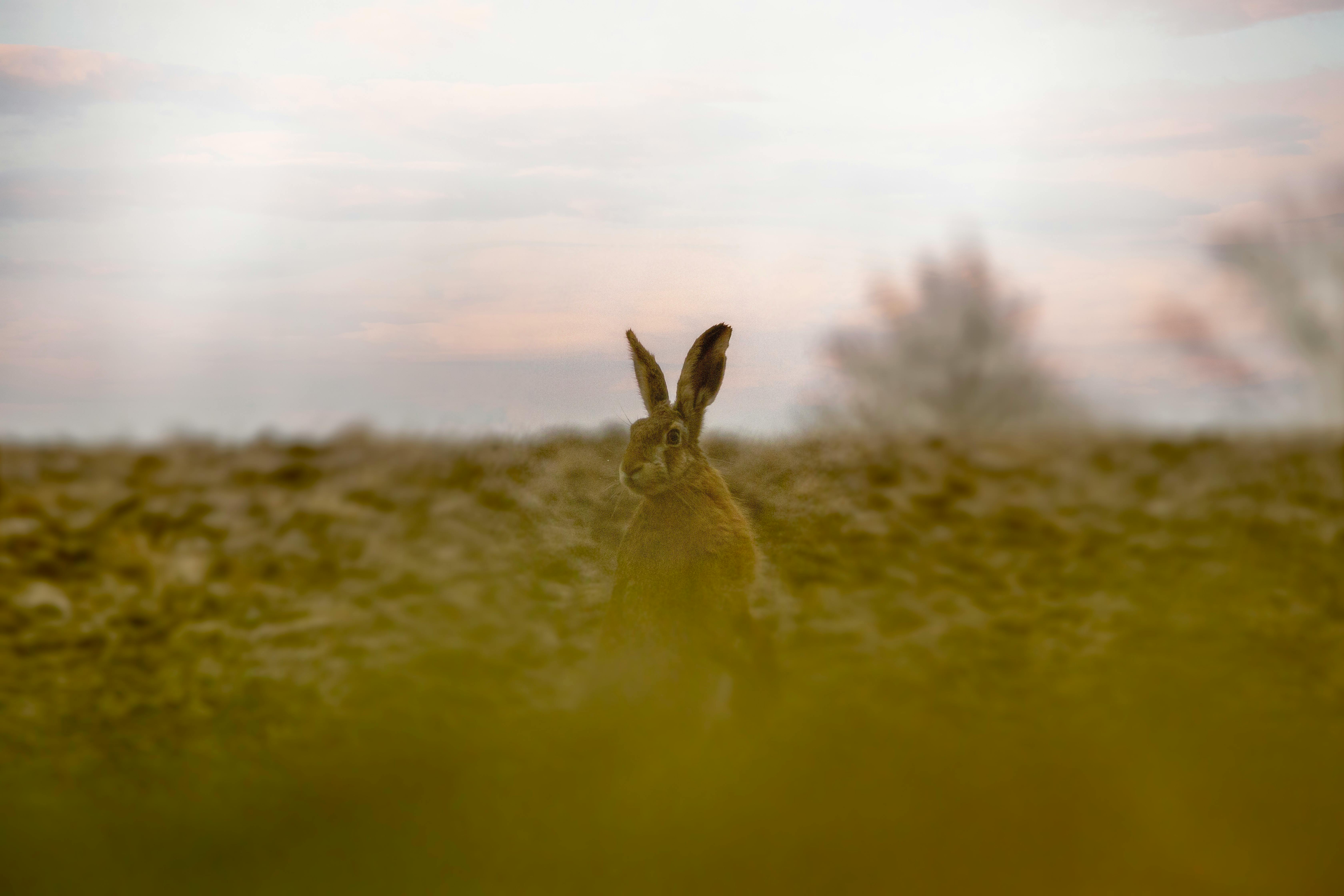 Rabbit on Grassland · Free Stock Photo