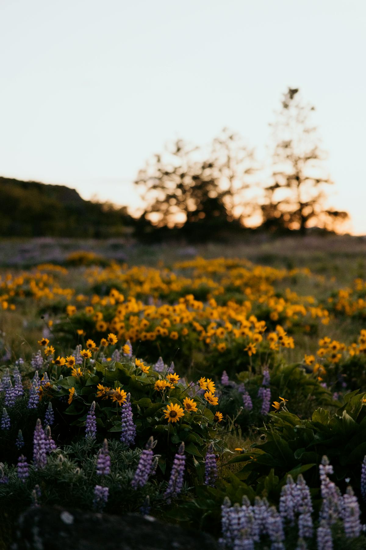 Wildflowers Sunset Photos, Download The BEST Free Wildflowers Sunset ...