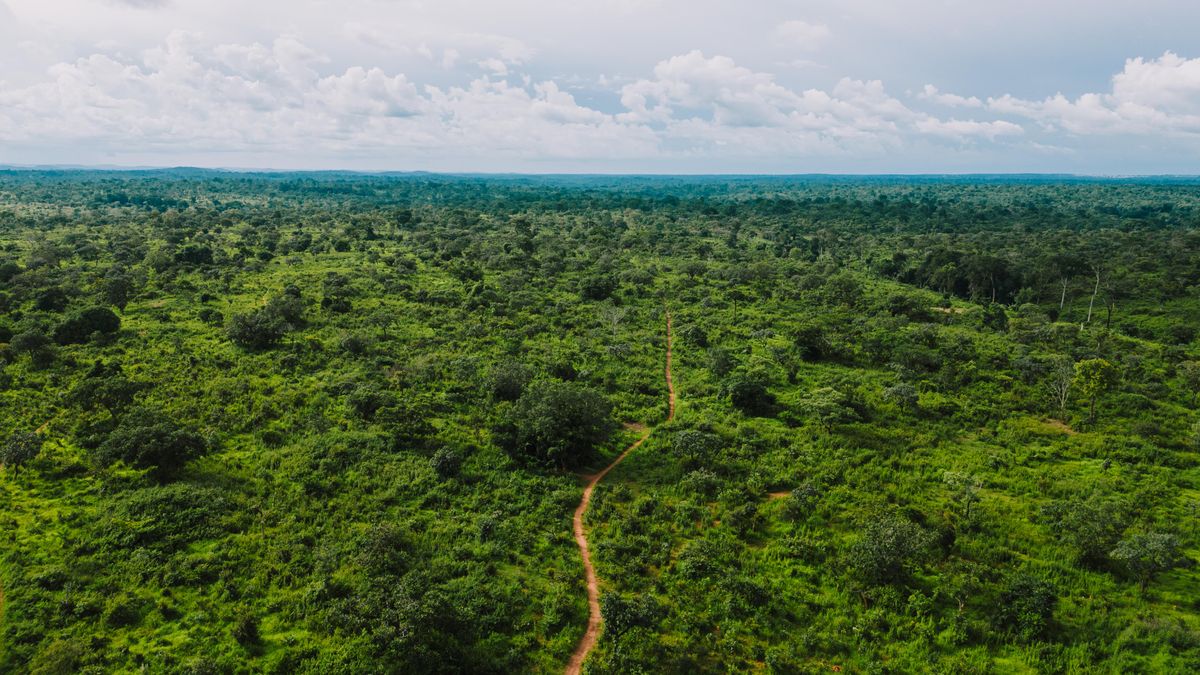 West African Liberia Forest Photos, Download The BEST Free West African ...