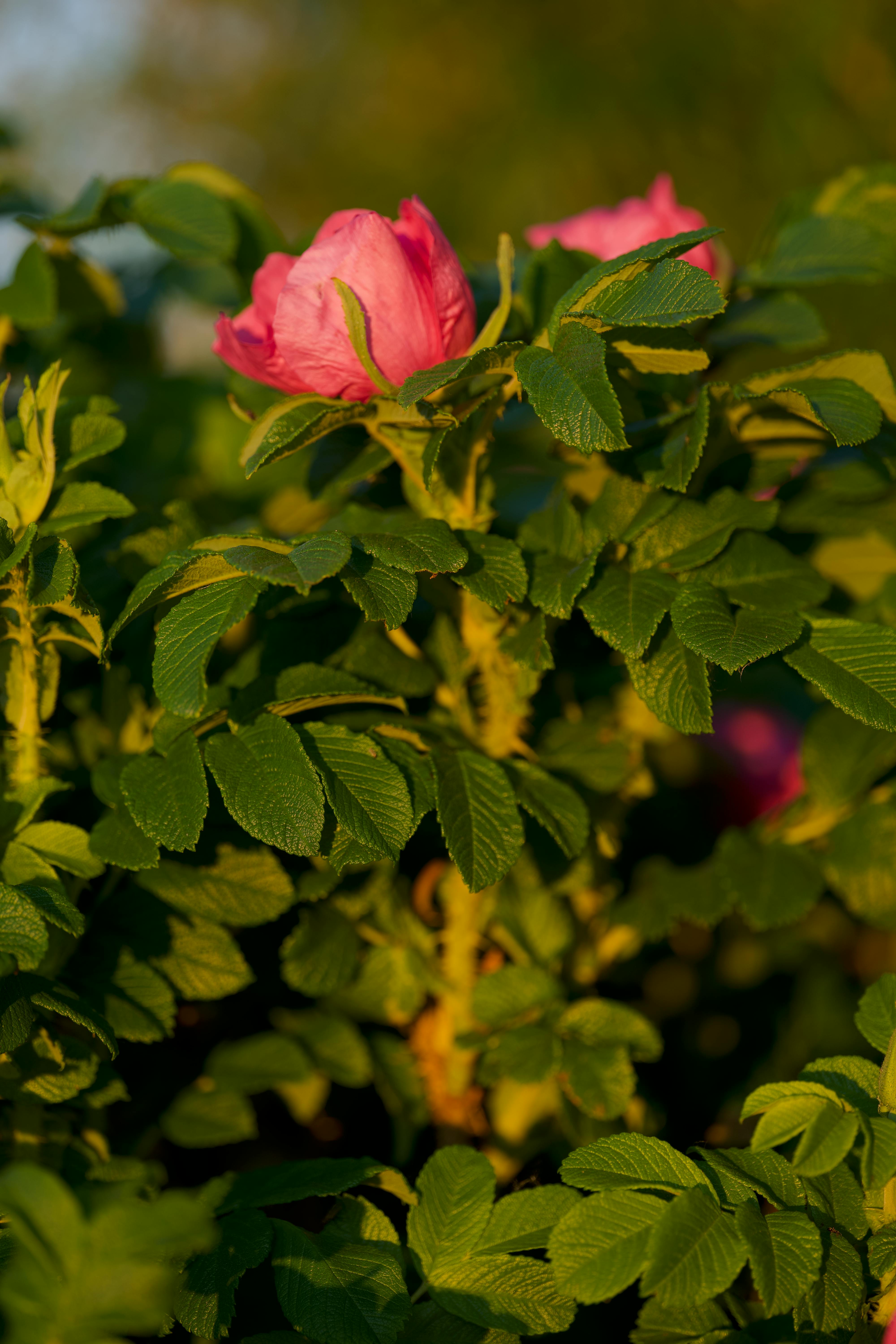 Blooming Musk Roses · Free Stock Photo