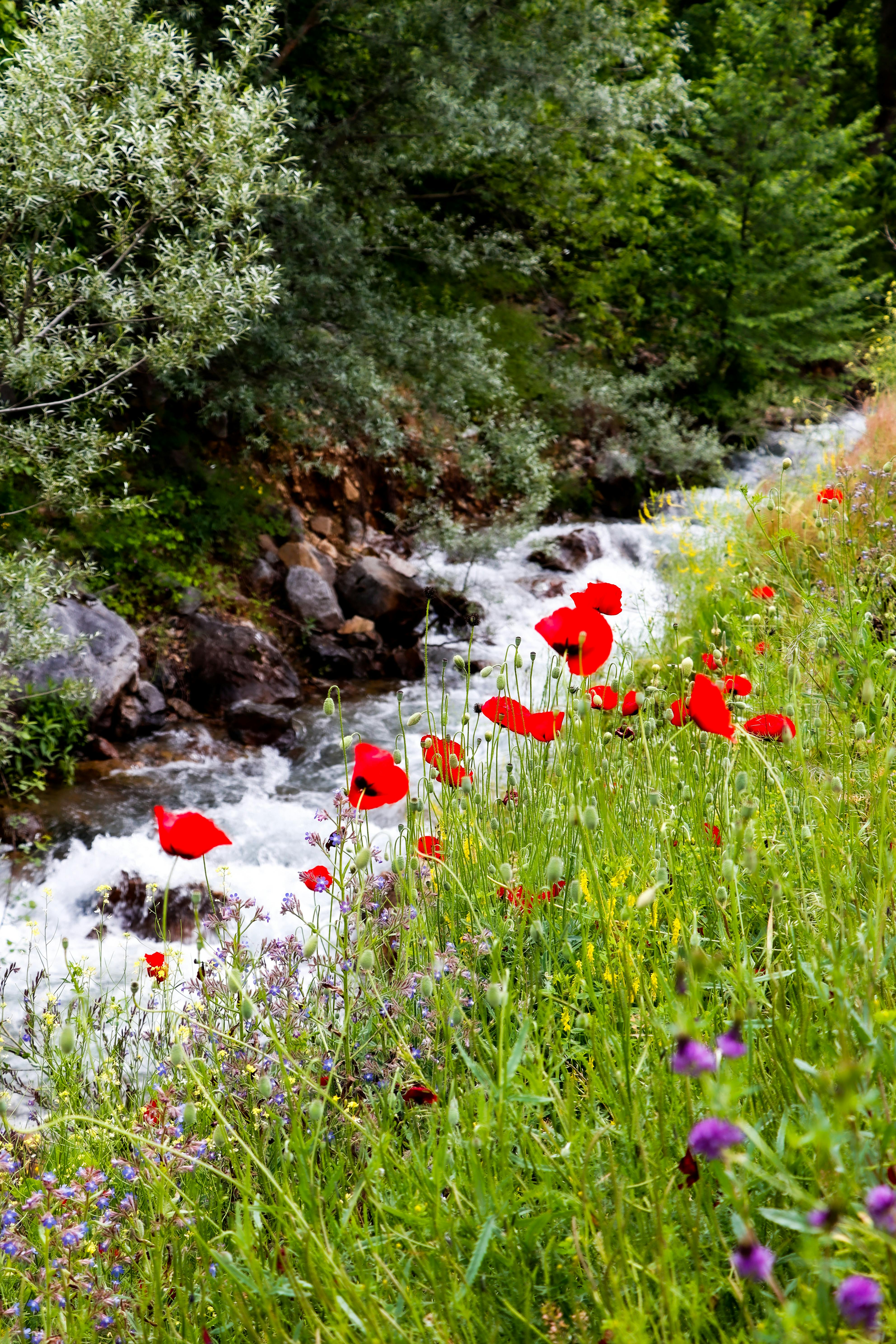 Summer Flowers Landscape Photos, Download The BEST Free Summer Flowers ...