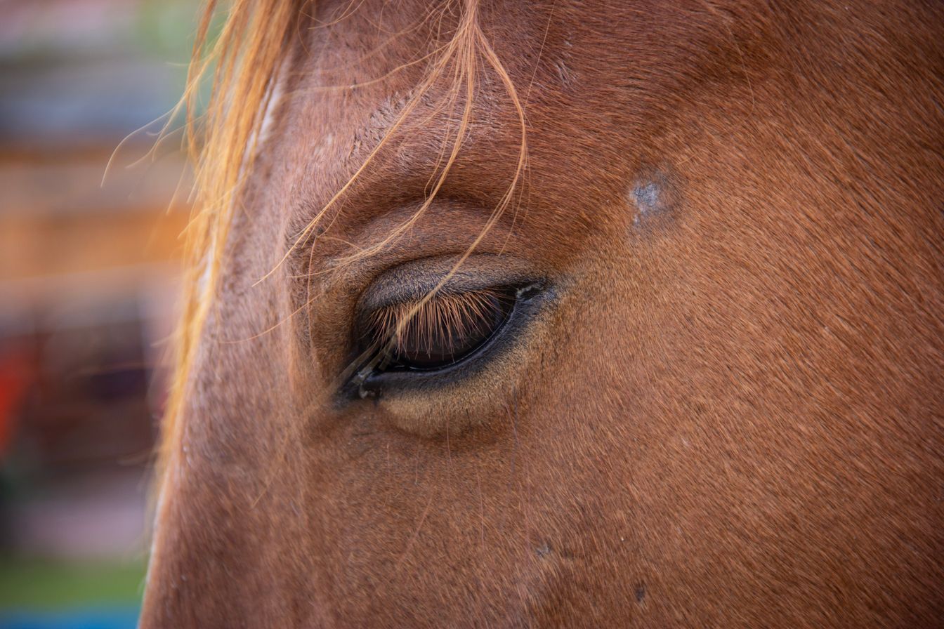 Equine Forelimb Anatomy Explained Simply and Clearly