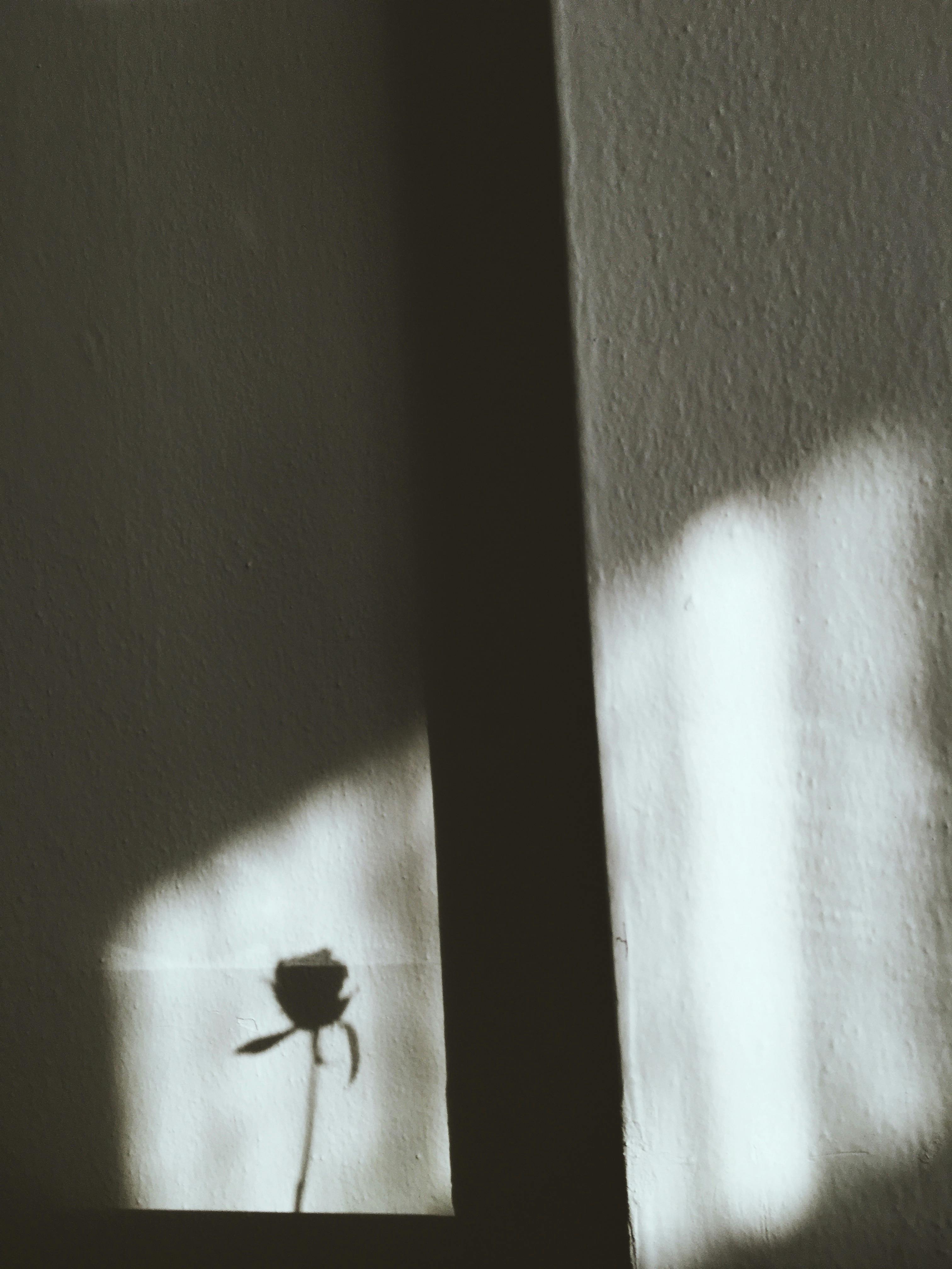Rose Shadow on Wall in Light · Free Stock Photo