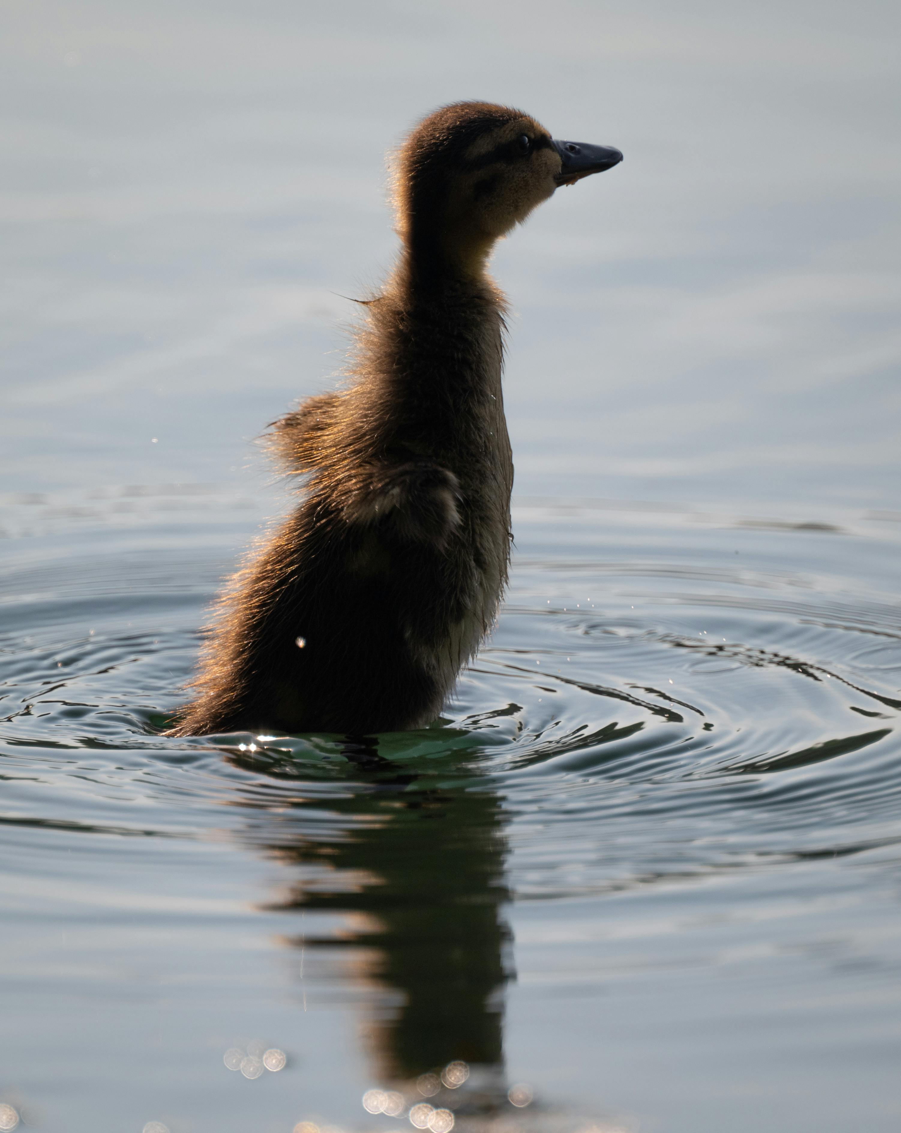 Duckling Standing above Water Surface · Free Stock Photo