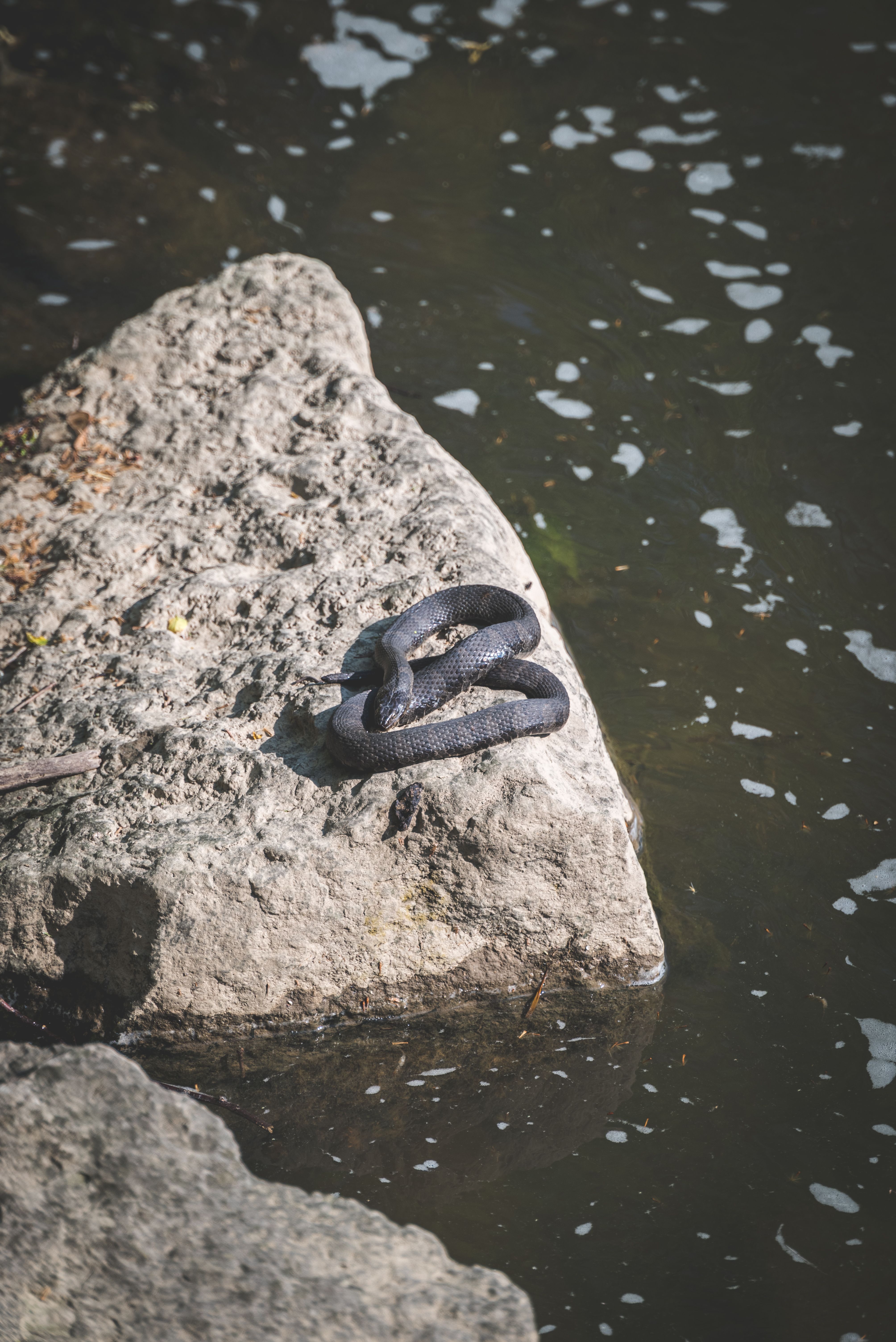 Xenodontine Snake Basking in Sunlight on Rock · Free Stock Photo
