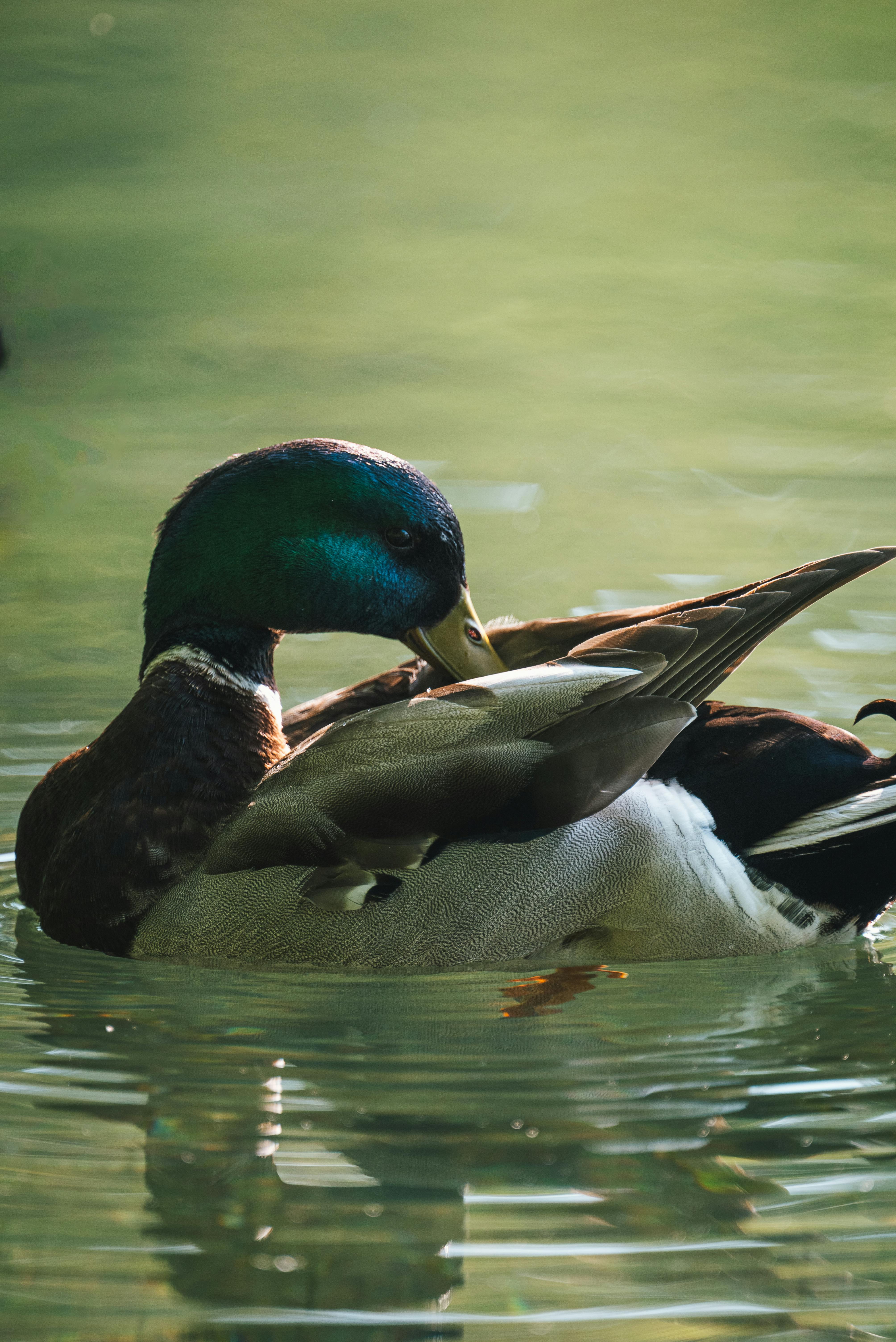 Mallard Duck Floating on Water · Free Stock Photo