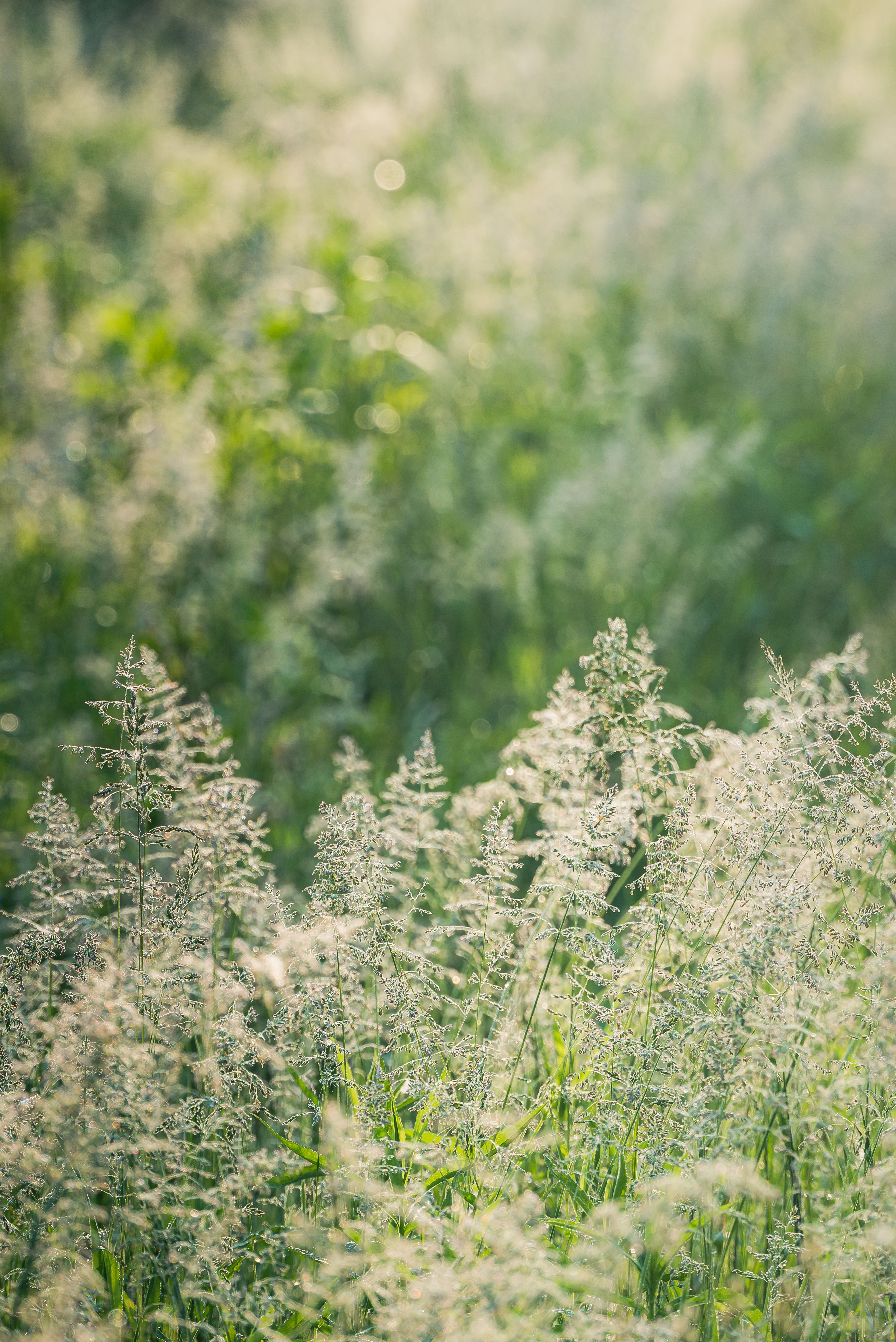 Selective Focus Photography of Green Grass · Free Stock Photo