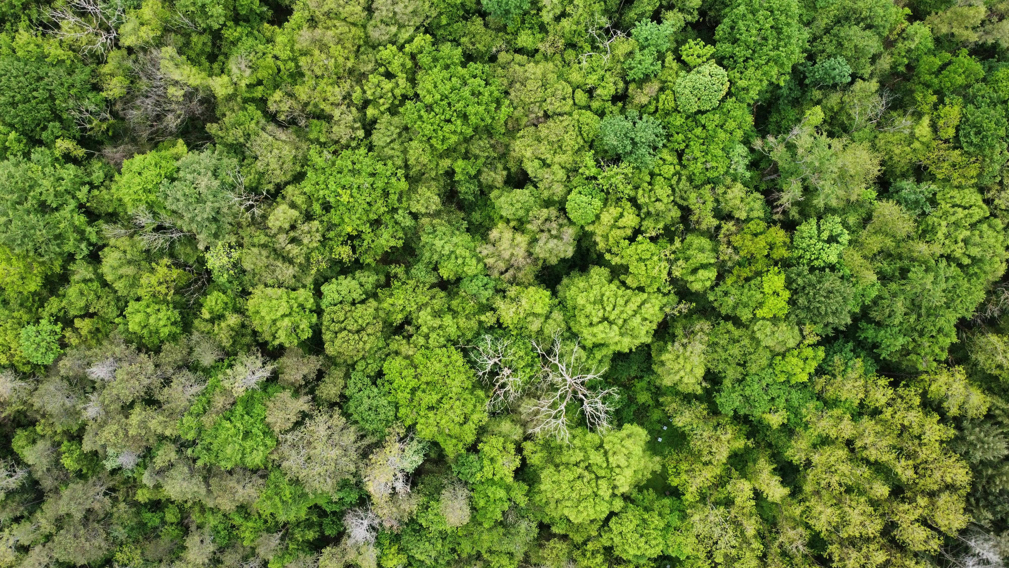 Aerial Panorama of Lush Green Jungle Tree Tops · Free Stock Photo