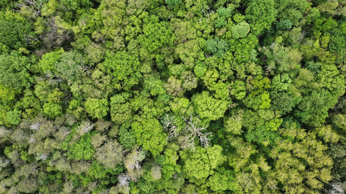 No Copyright Trees Photos, Download The BEST Free No Copyright Trees ...