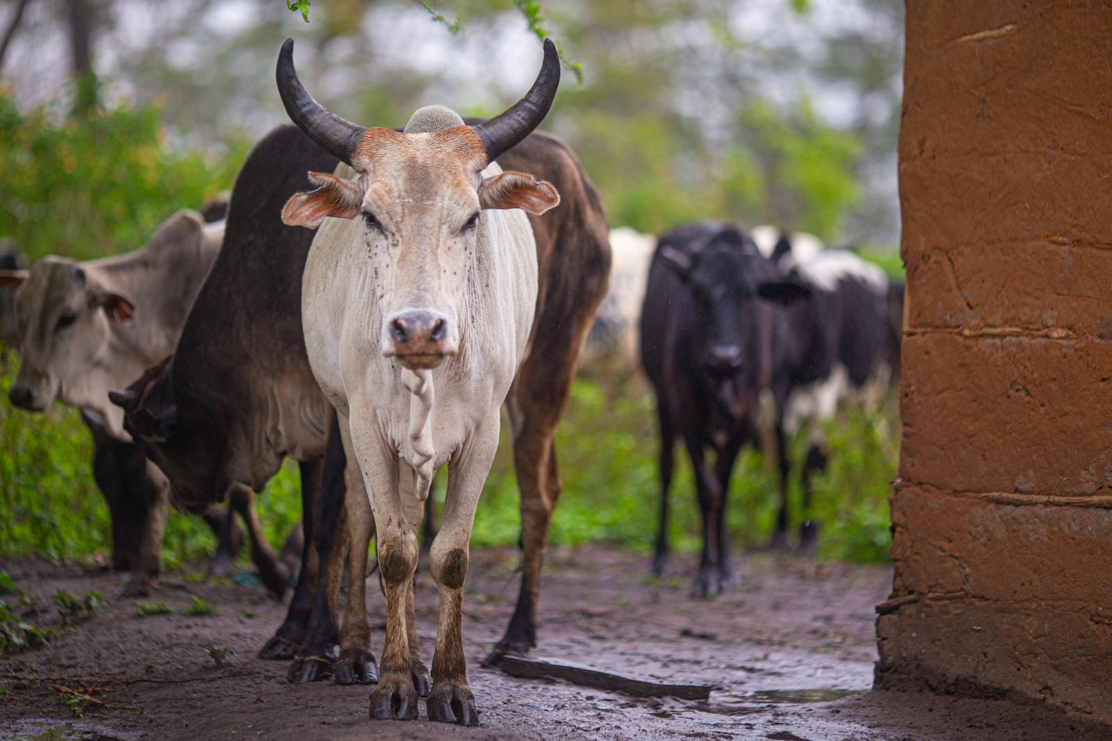 Indian Desi Cows Photos, Download The BEST Free Indian Desi Cows Stock ...