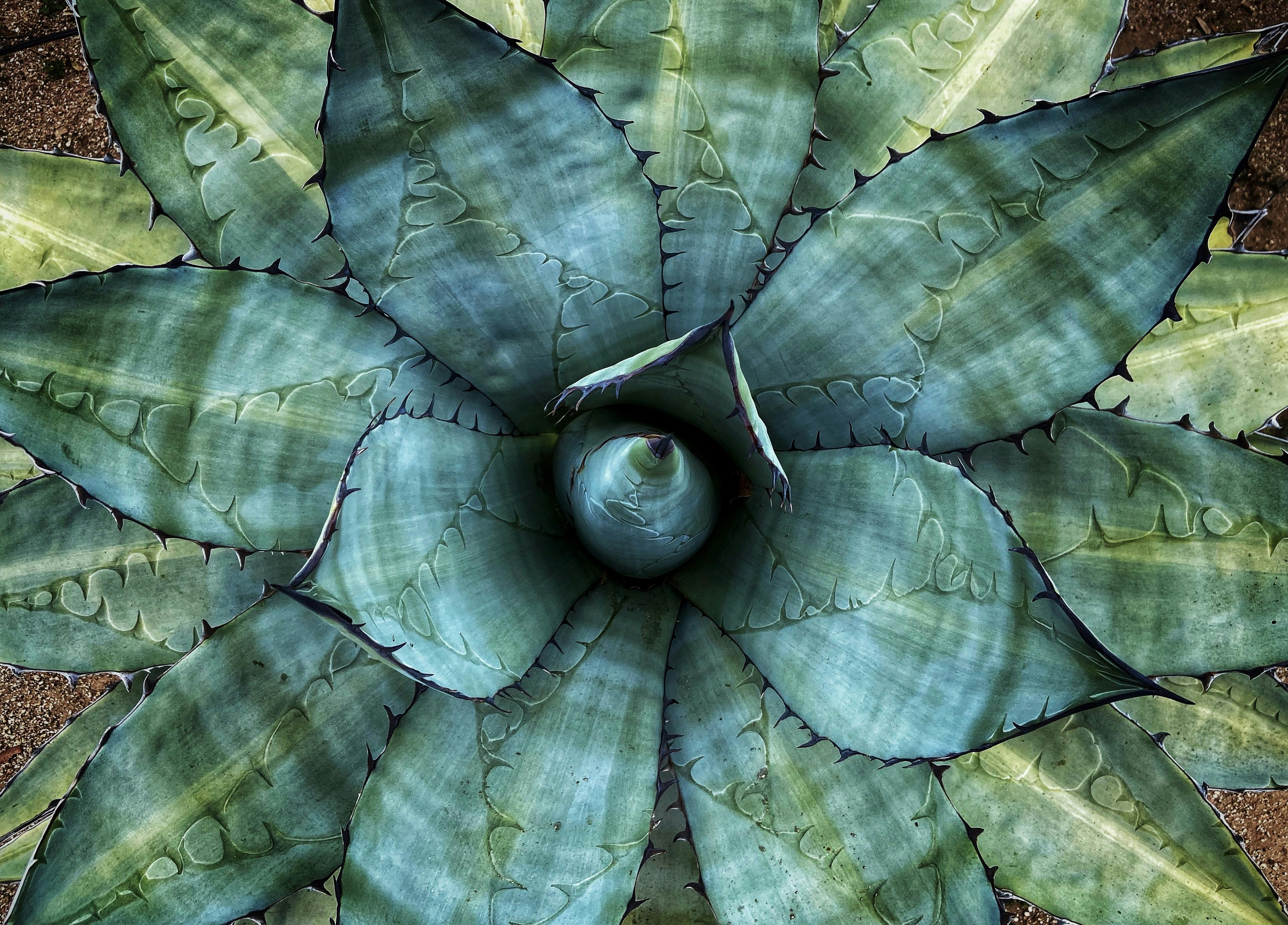 Chat Aloe Photos, Download The BEST Free Chat Aloe Stock Photos & HD Images