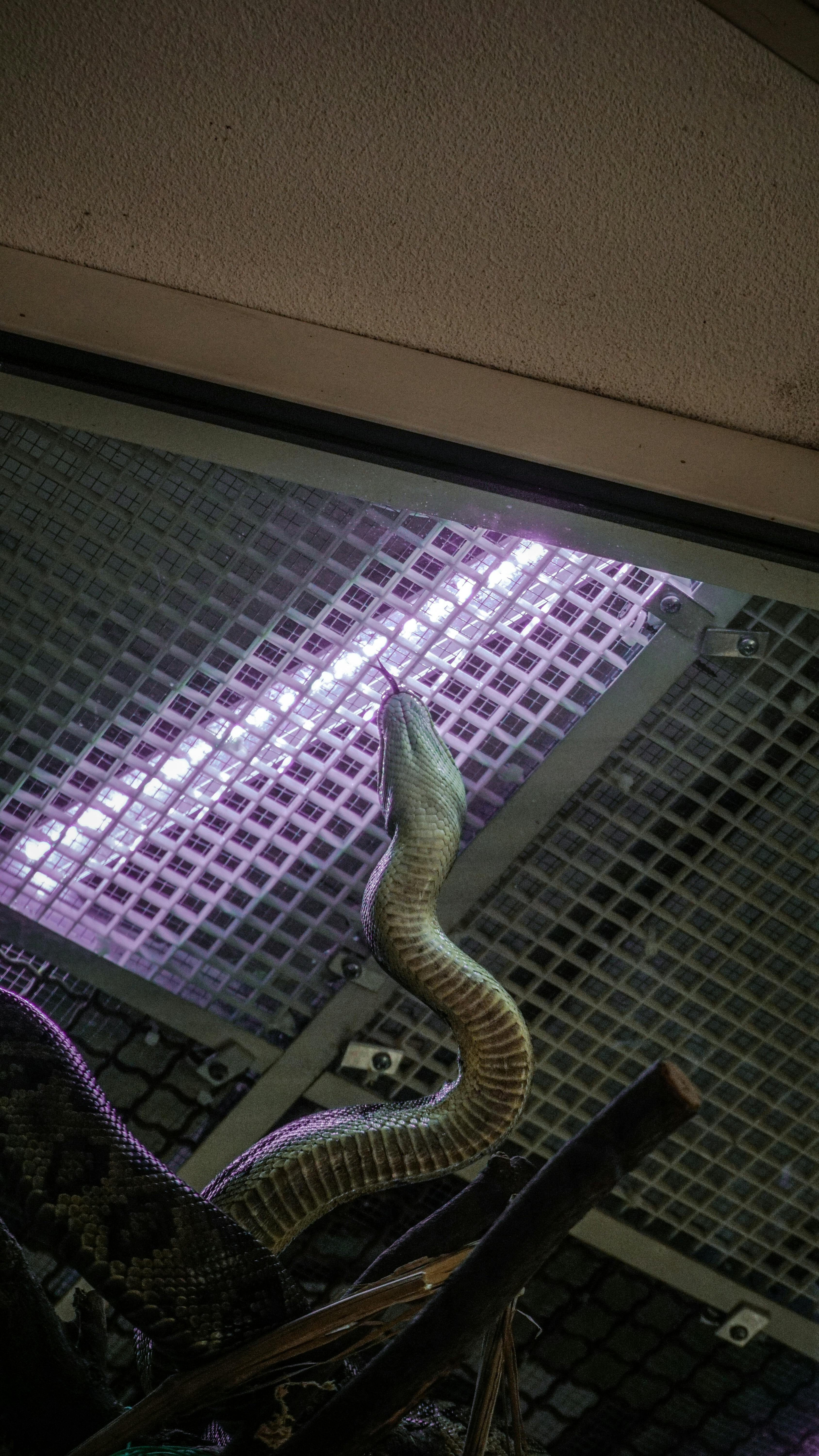 Snake under Violet Light · Free Stock Photo