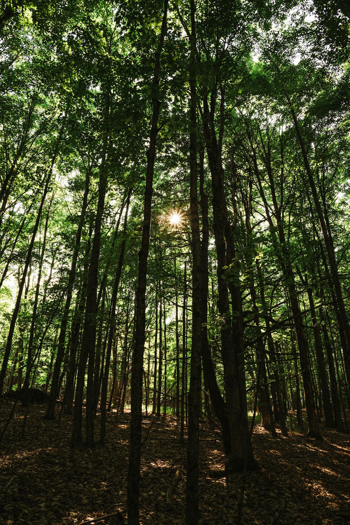 Forest Canopy Photos, Download The BEST Free Forest Canopy Stock Photos ...