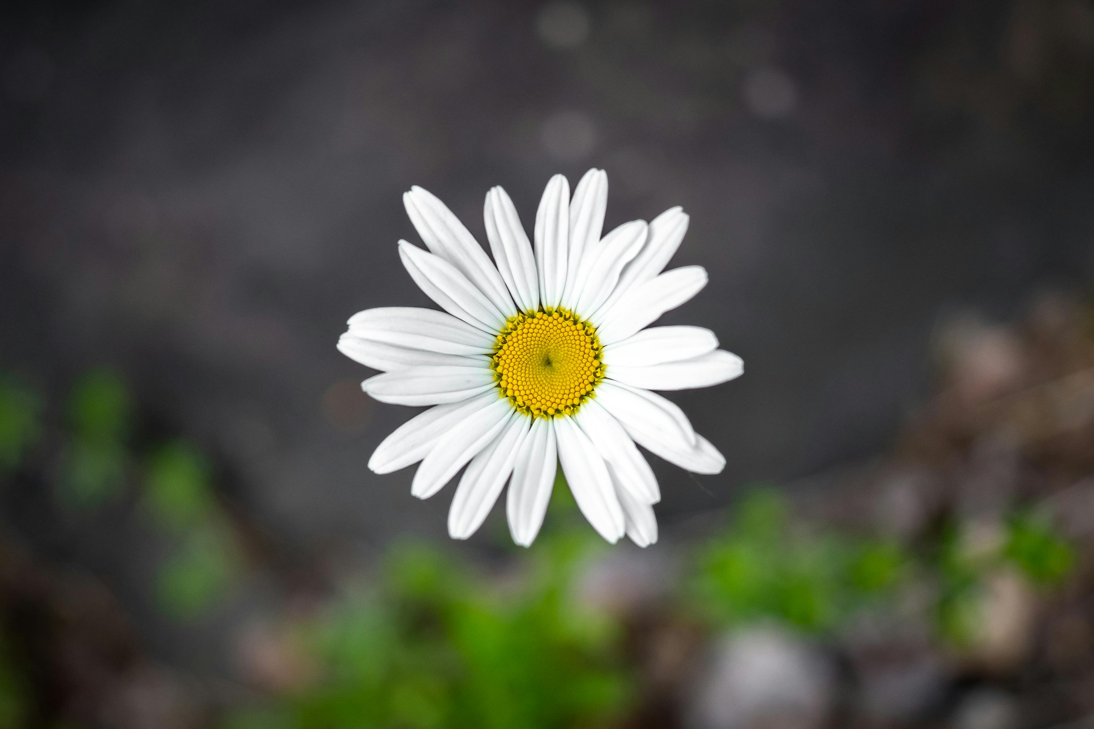 Open Daisy Flower · Free Stock Photo