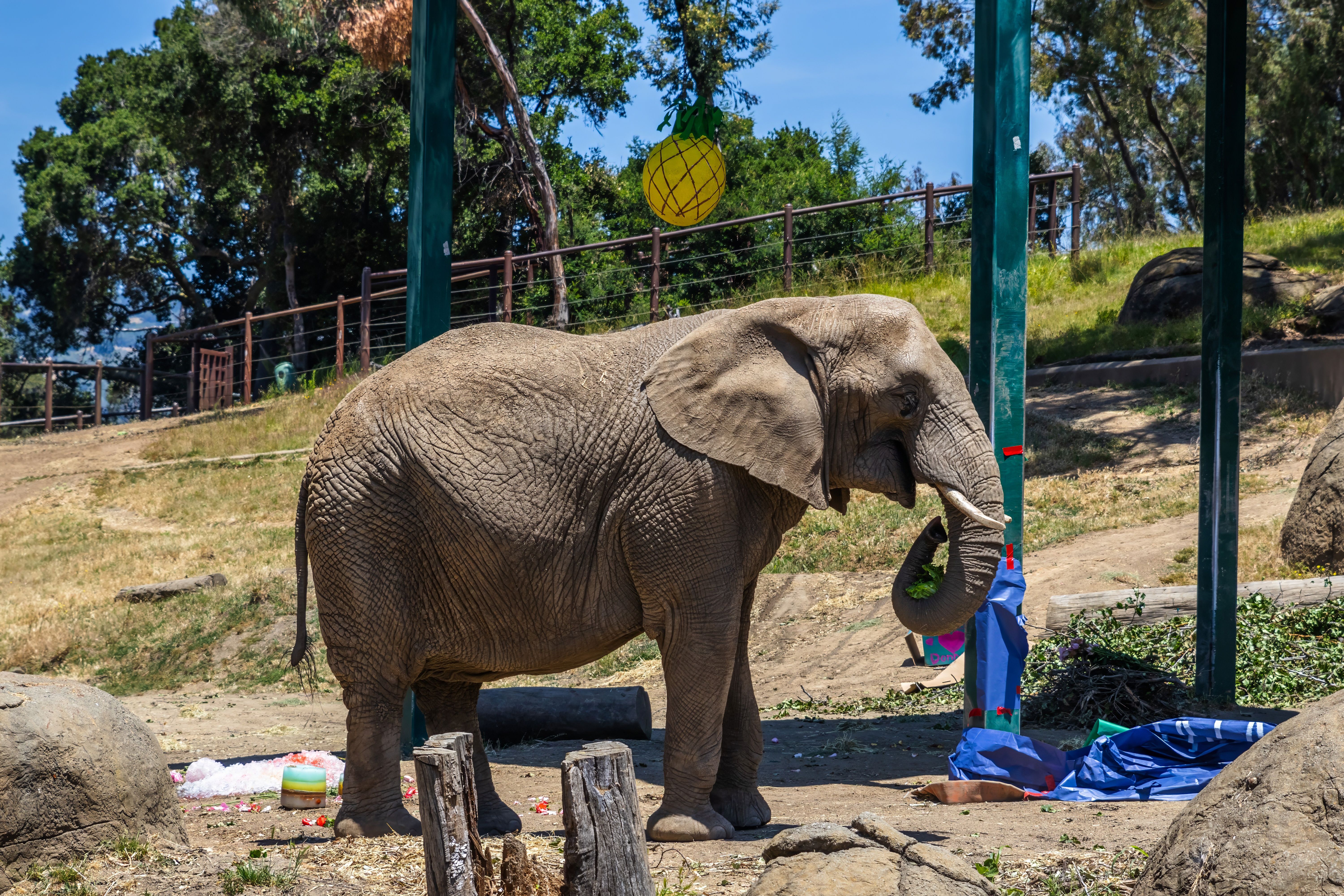 Elephant in ZOO Playing with Toys · Free Stock Photo