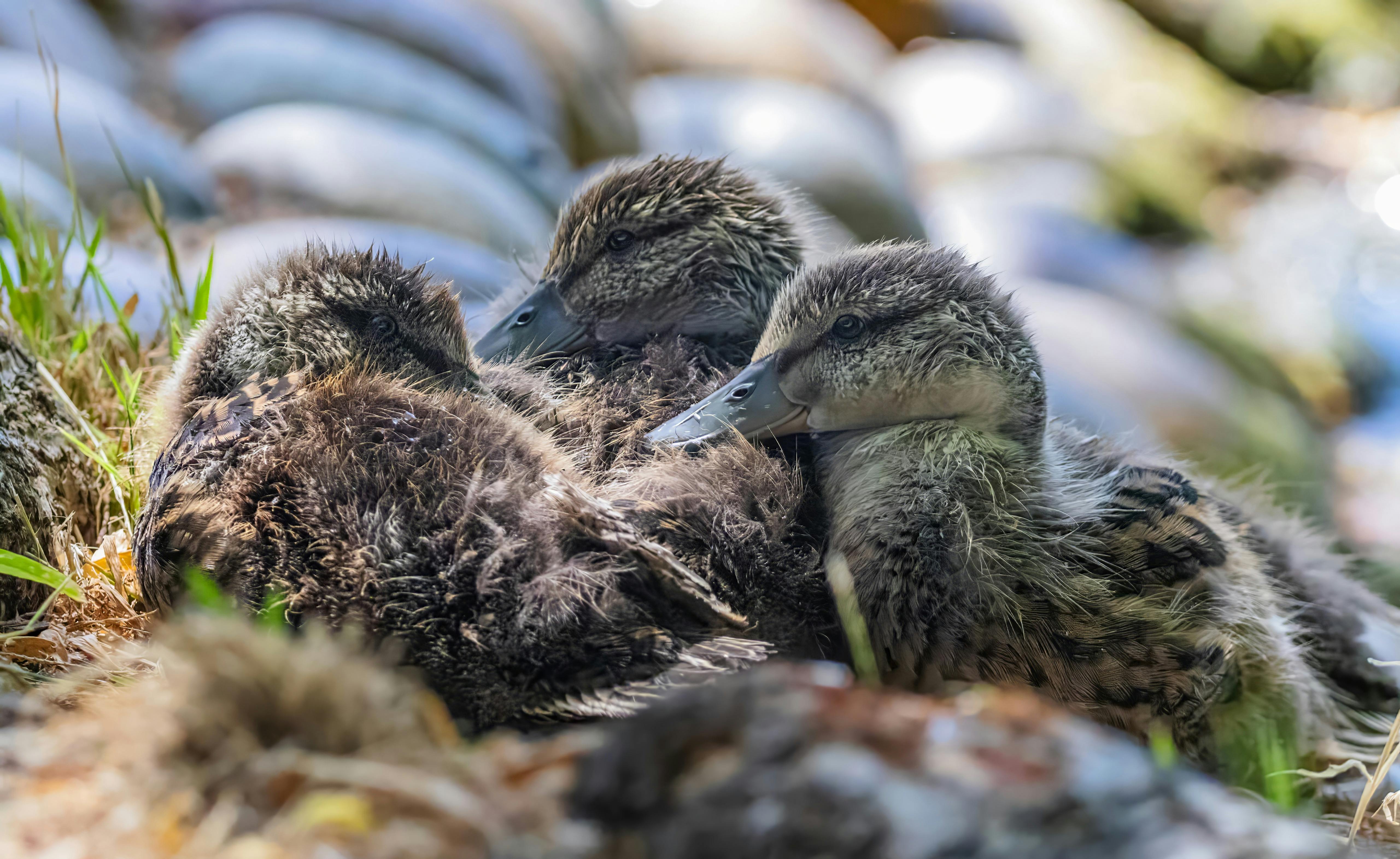 Group of Ducklings Huddling Together on Grass · Free Stock Photo