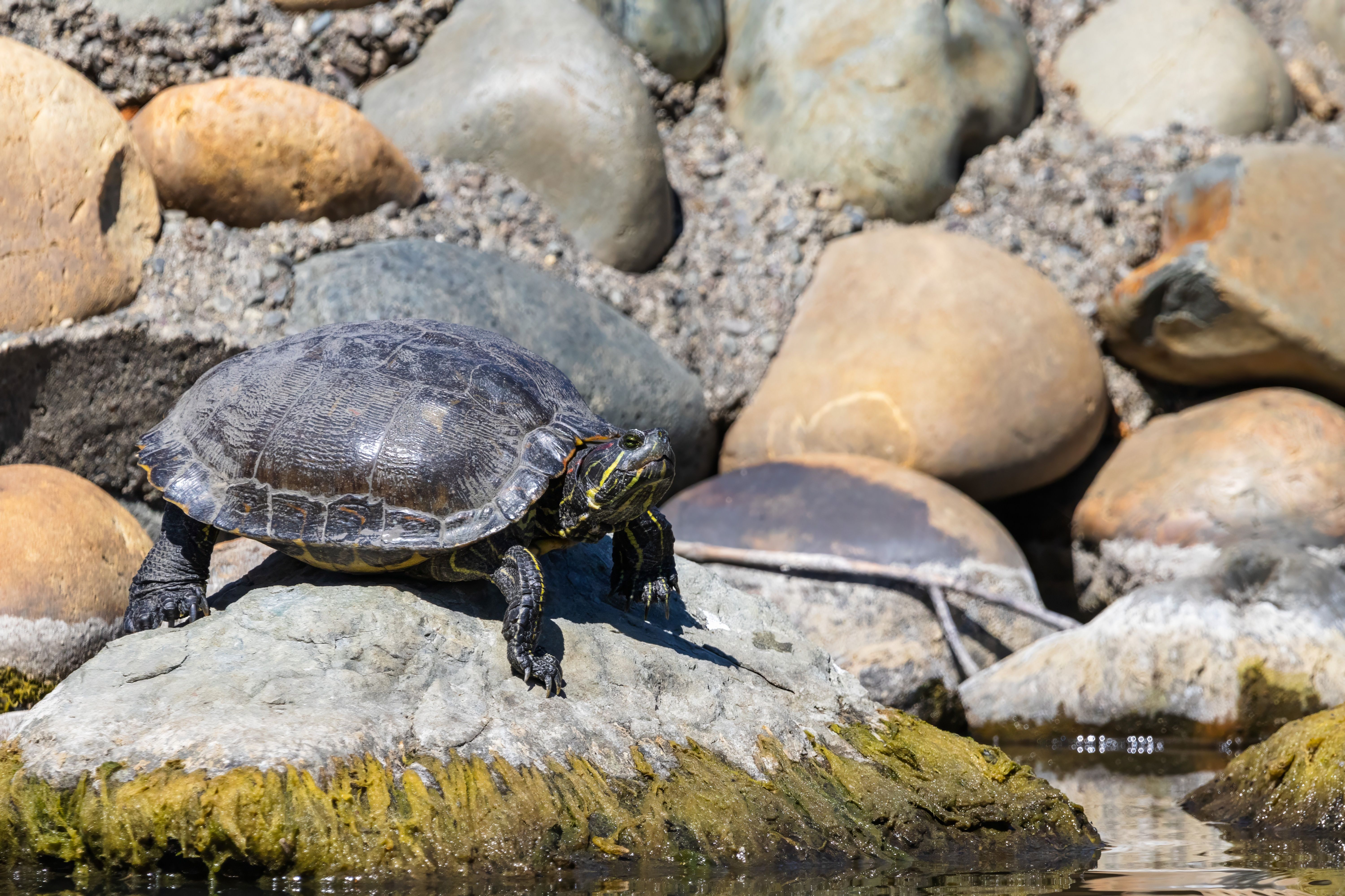 Tortoise Standing on Rock by Lake · Free Stock Photo