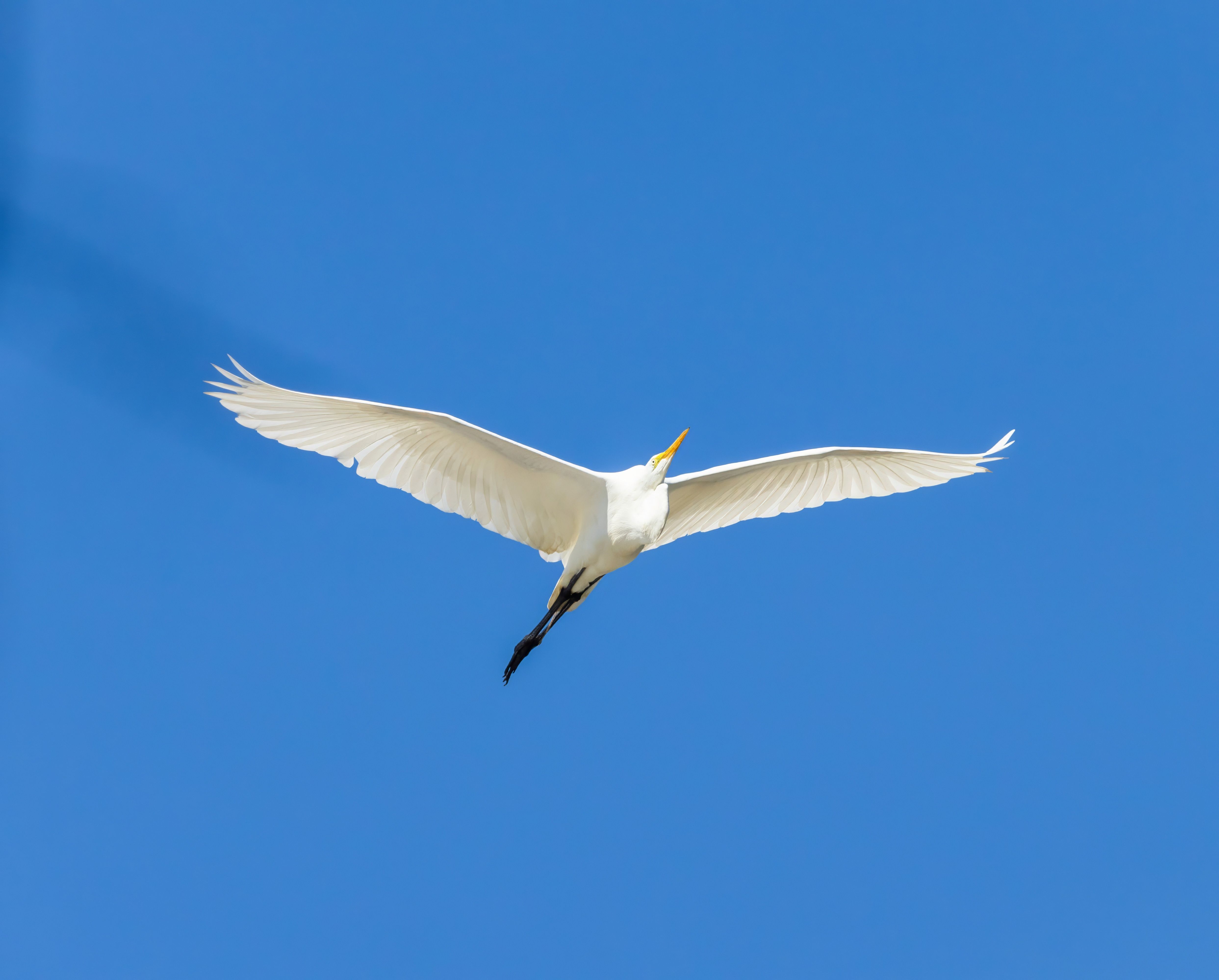 White Stork Bird Flying on Clear Blue Sky · Free Stock Photo