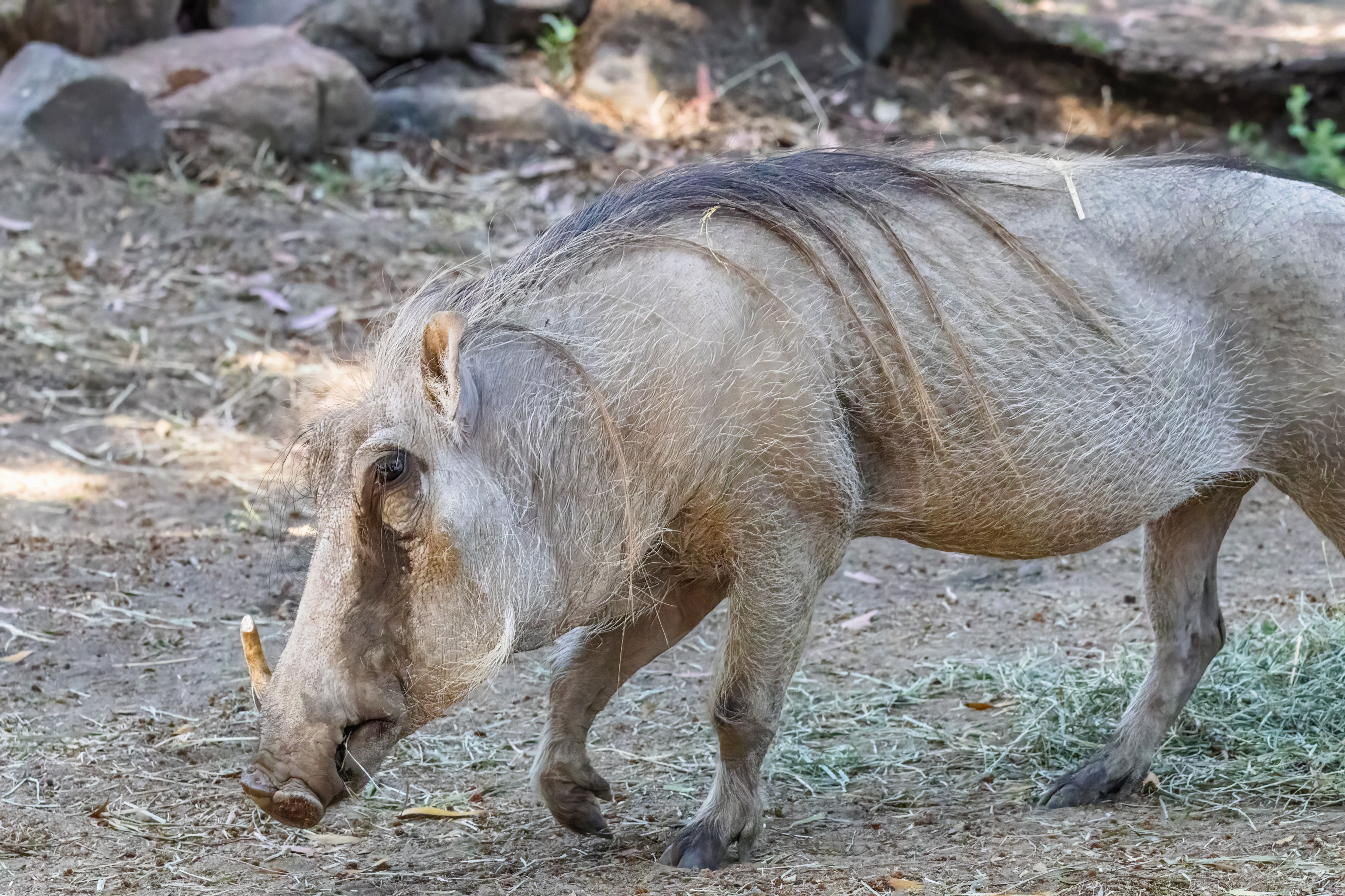 Hamburger Pig Photos, Download The BEST Free Hamburger Pig Stock Photos ...