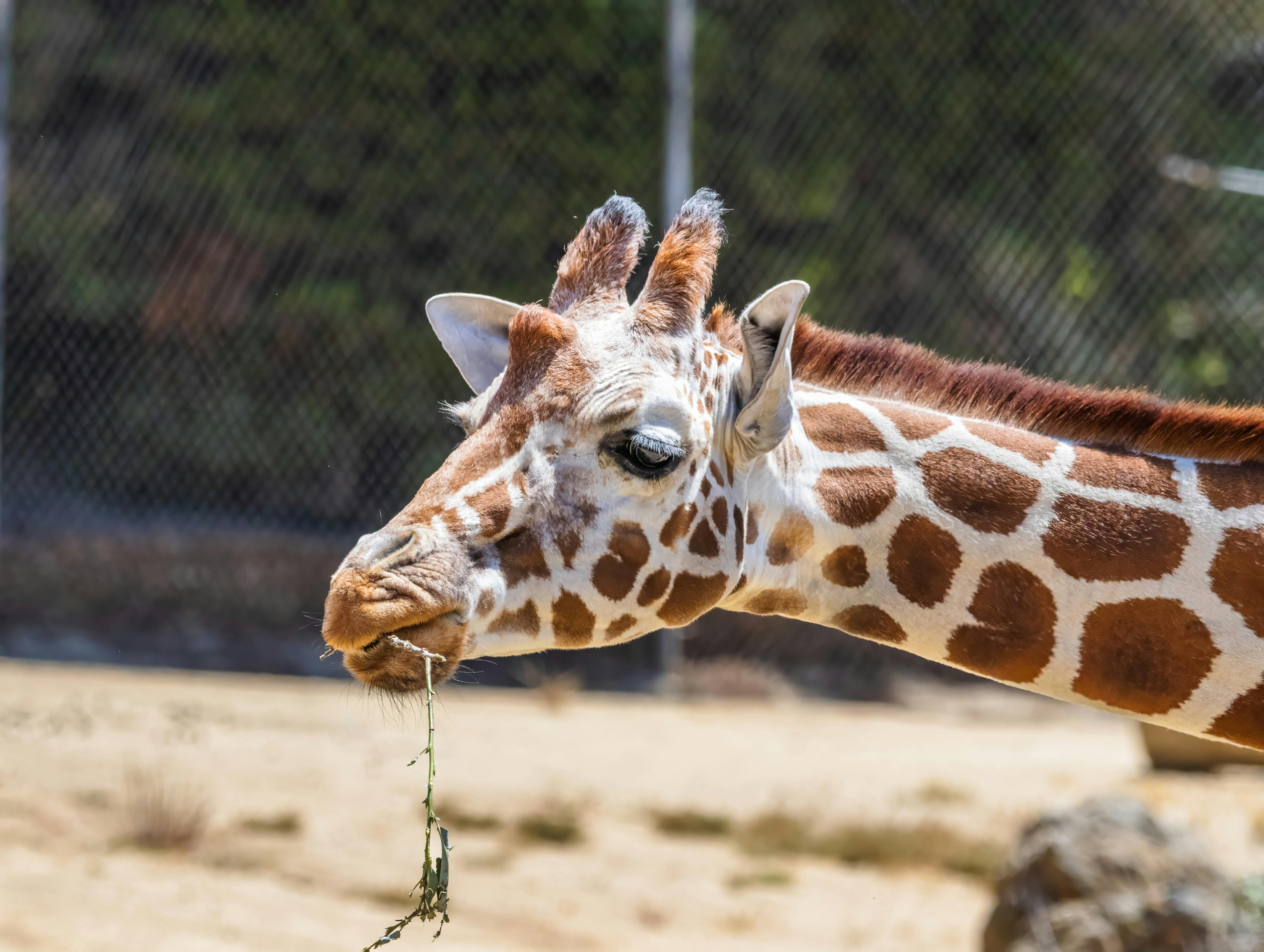 Giraffe Kitchen Photos, Download The BEST Free Giraffe Kitchen Stock ...