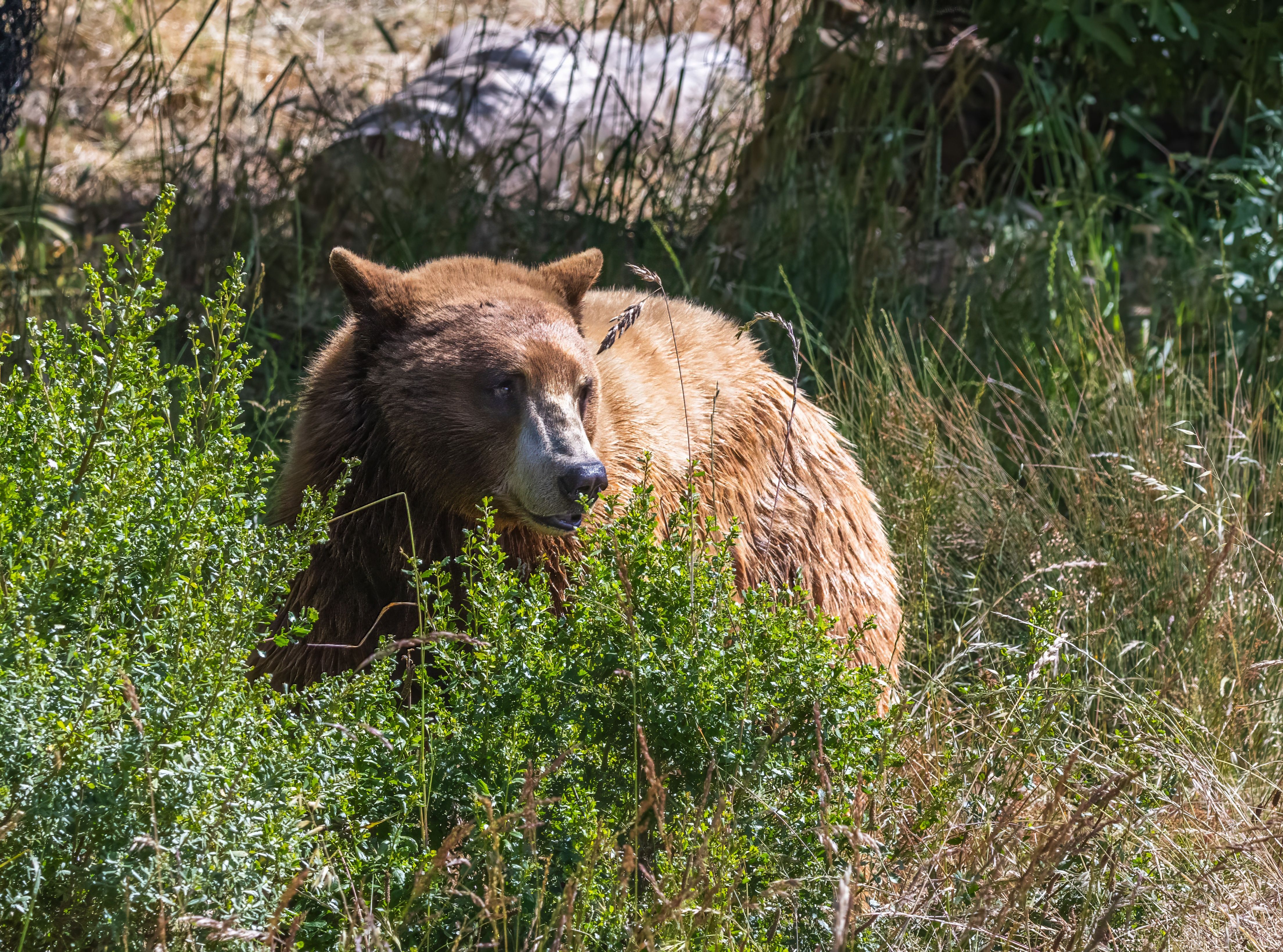 Bear Behind Bush · Free Stock Photo