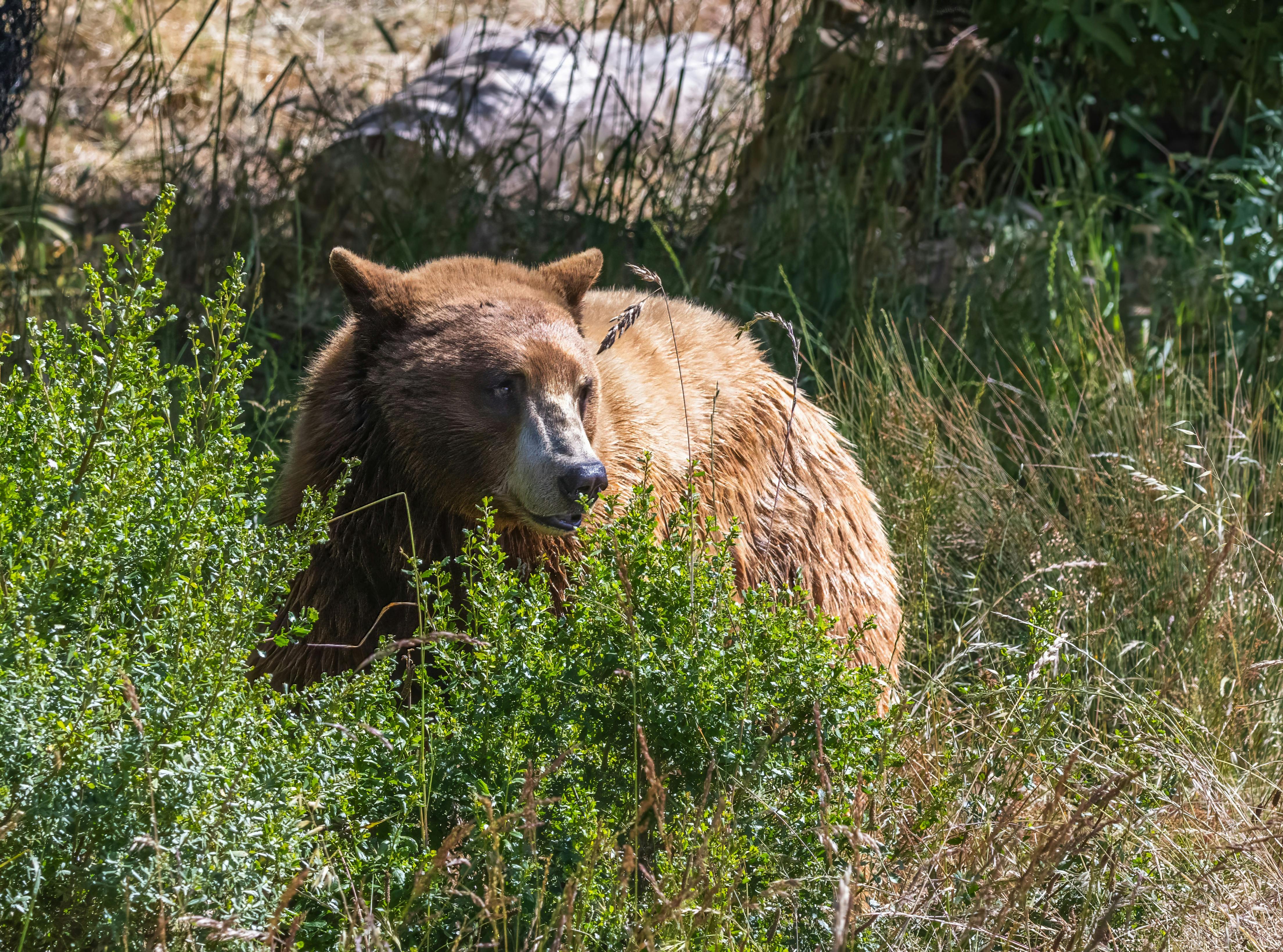 Bush Animal Photos, Download The BEST Free Bush Animal Stock Photos ...