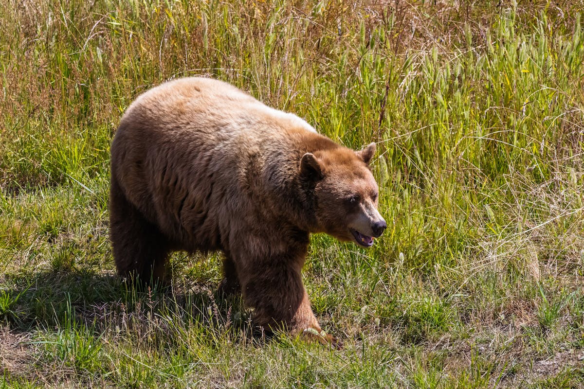 Bear Hunting Photos, Download The BEST Free Bear Hunting Stock Photos ...