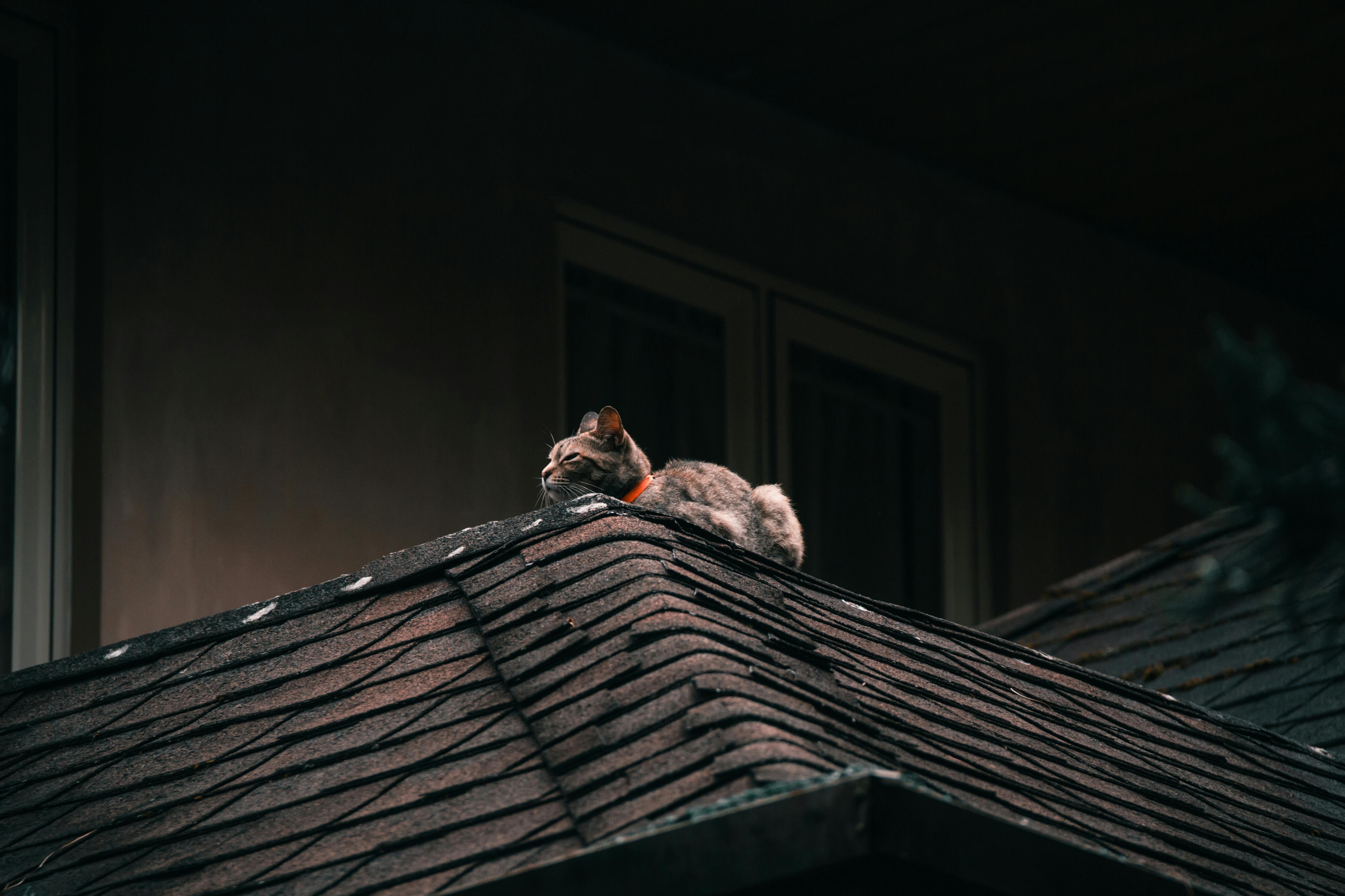 Cats On Rooftop Photos, Download The BEST Free Cats On Rooftop Stock ...