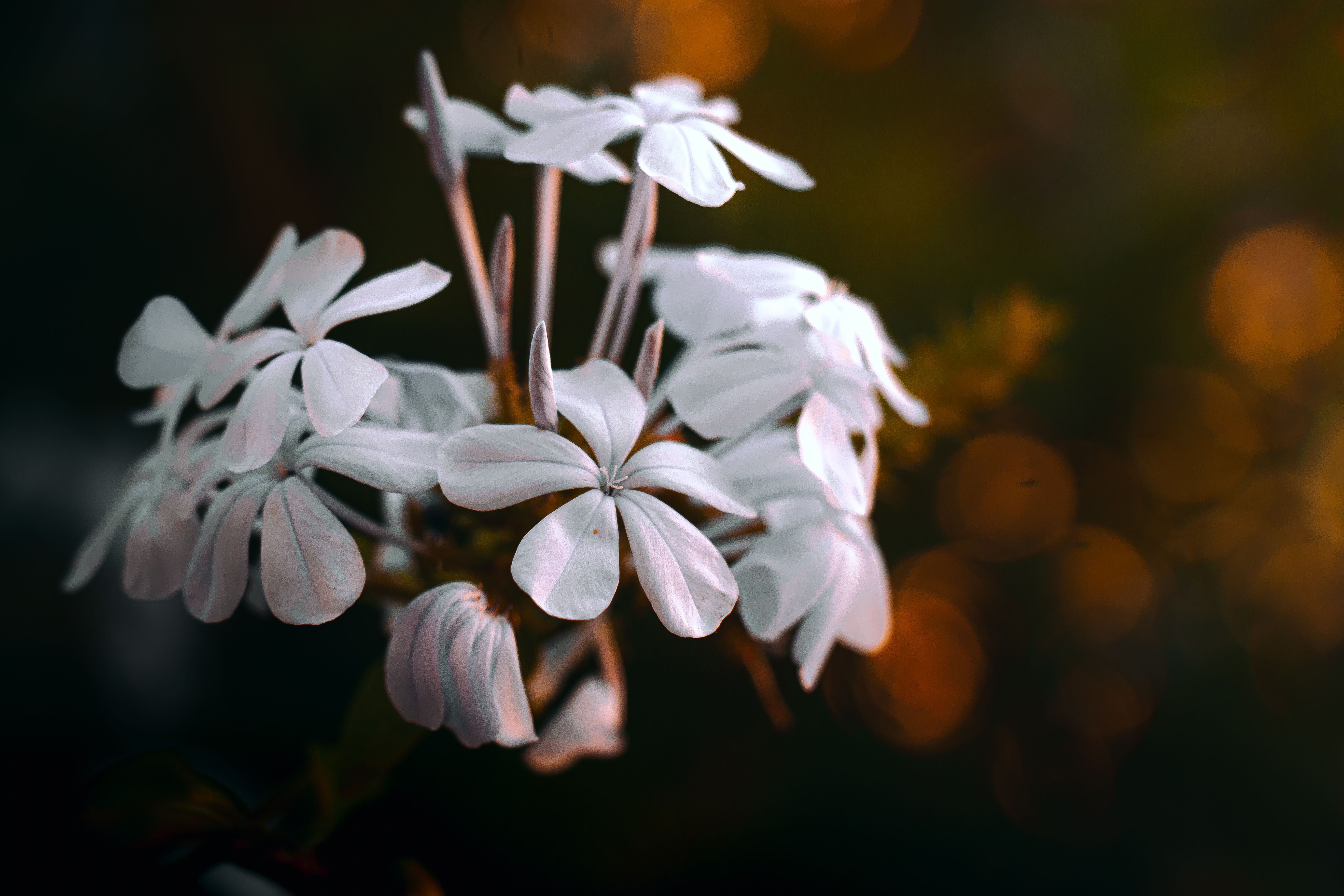 Close-up of Delicate White Flowers · Free Stock Photo