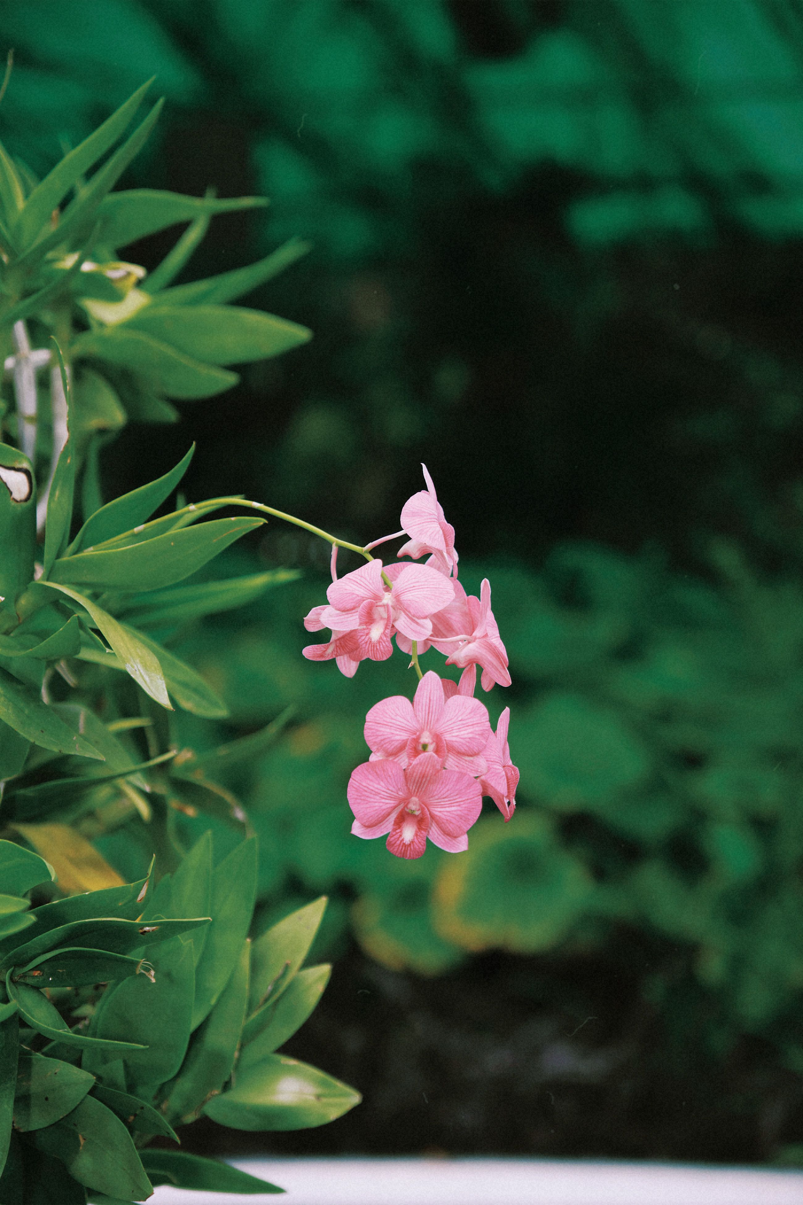 Close up of Pink Flowers · Free Stock Photo