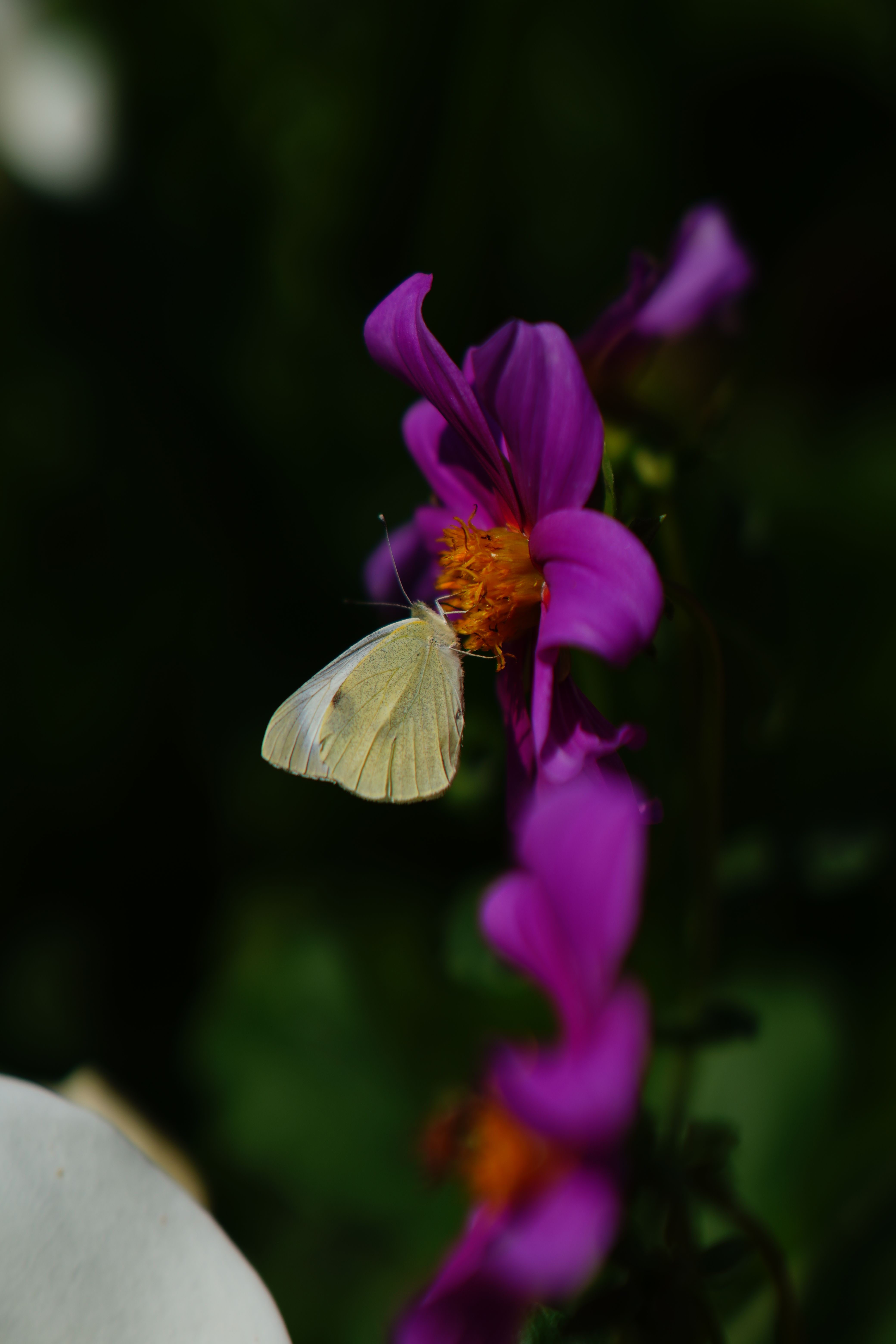 Butterfly Purple Photos, Download The BEST Free Butterfly Purple Stock ...