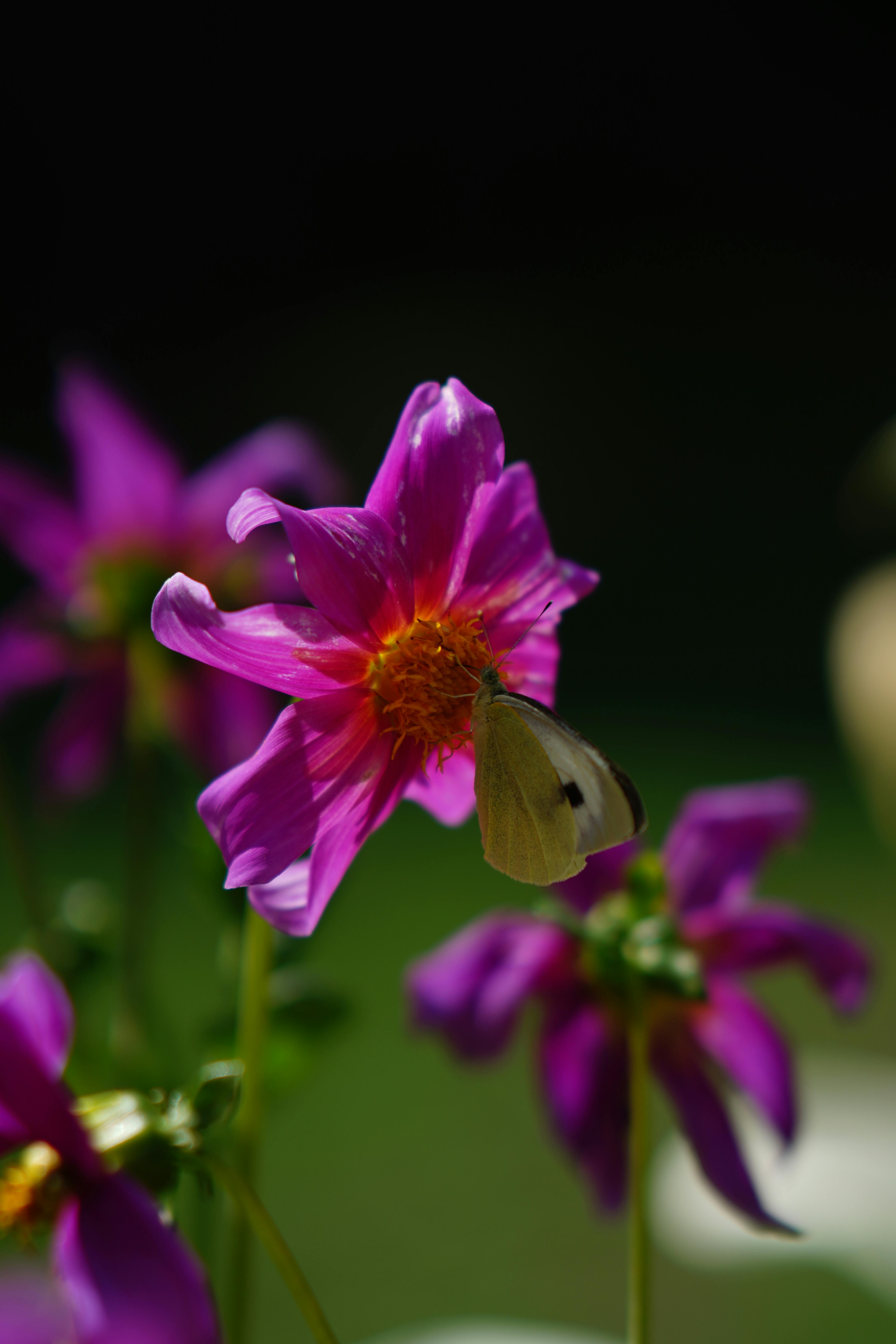 Pink Cape Mallow Flowers and Buds · Free Stock Photo