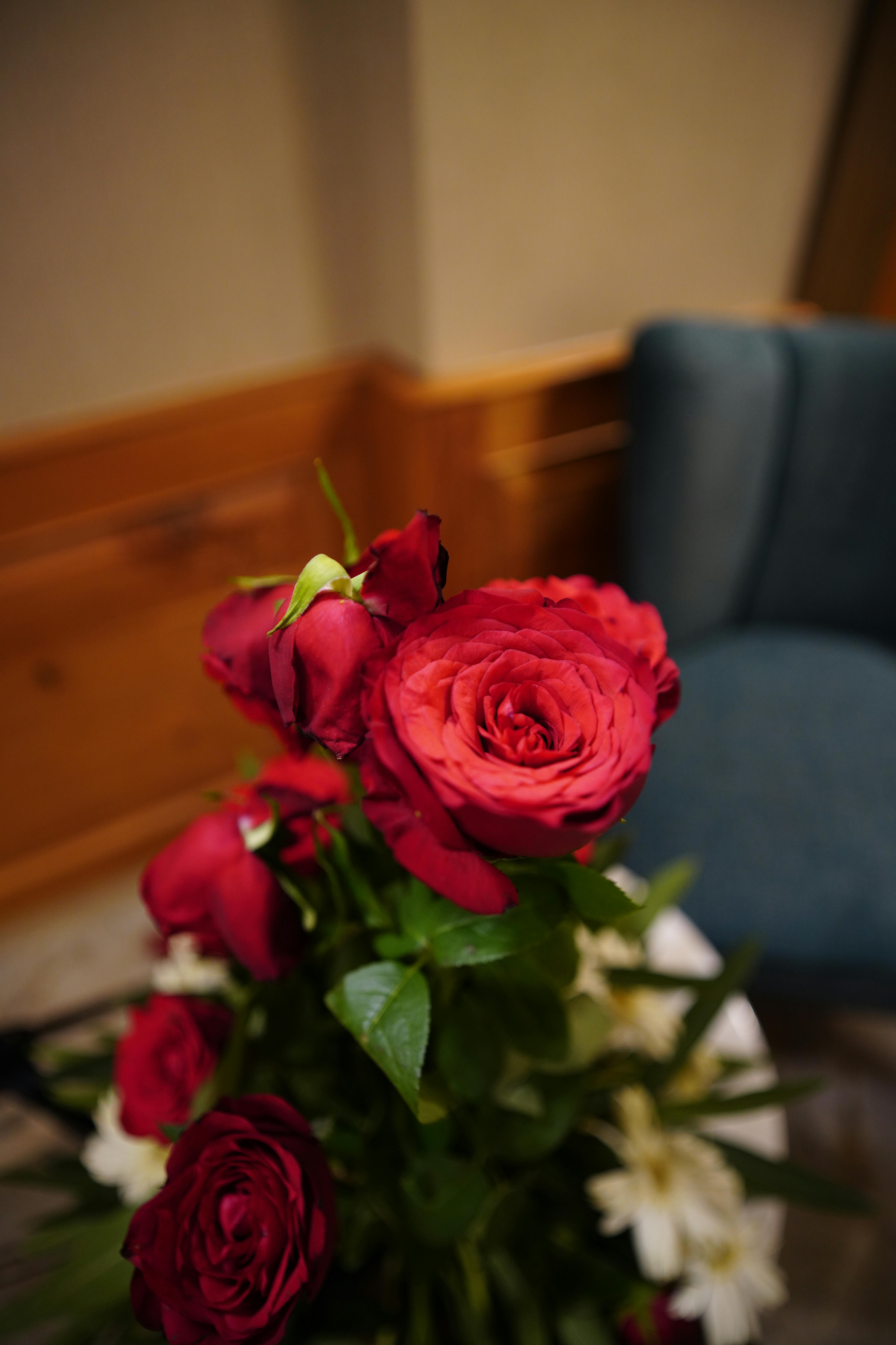 Tilt-shift Lens Photography of Red Rose Flower · Free Stock Photo