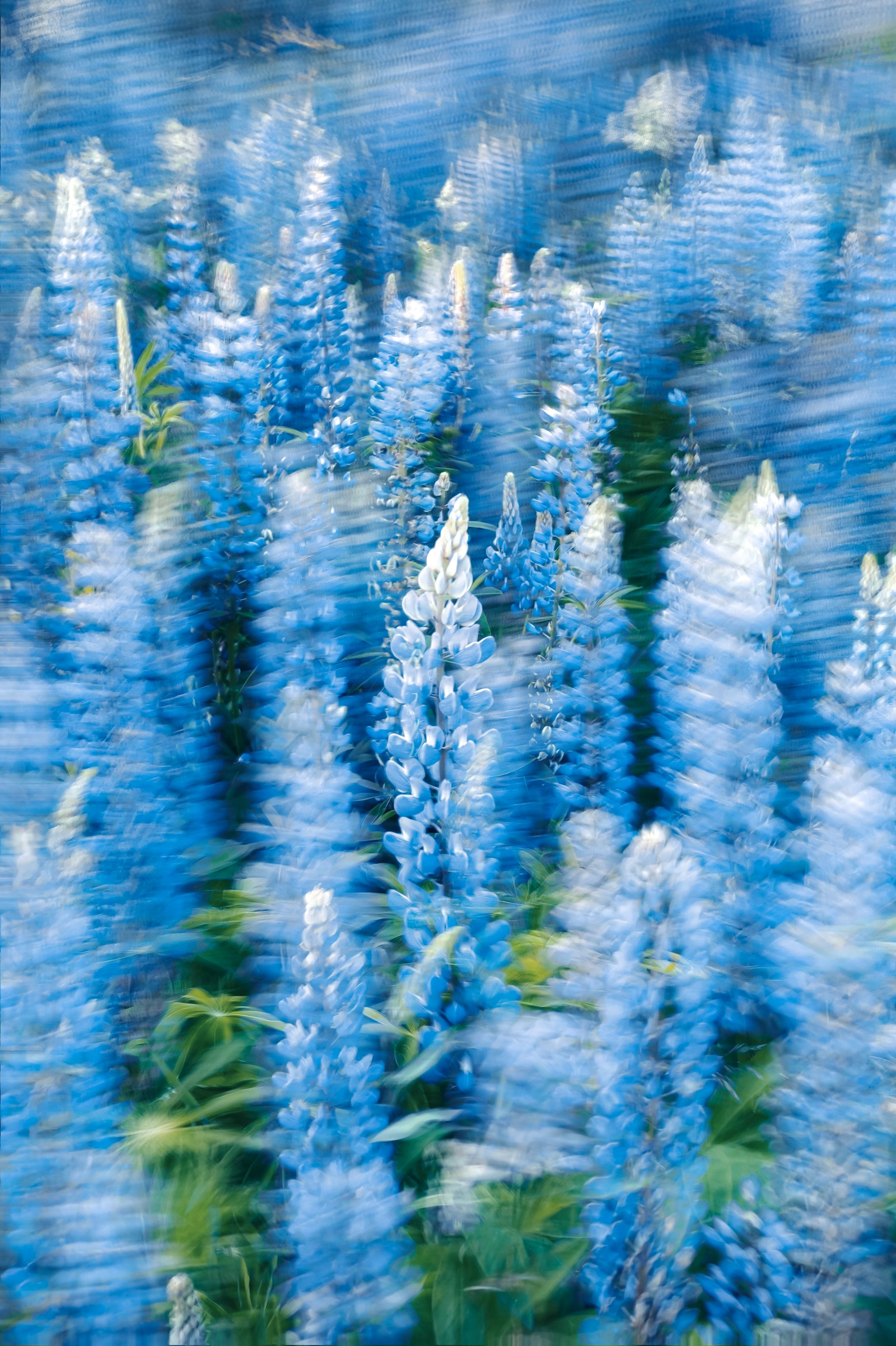 Photo Floue De Fleurs Bleues · Photo gratuite