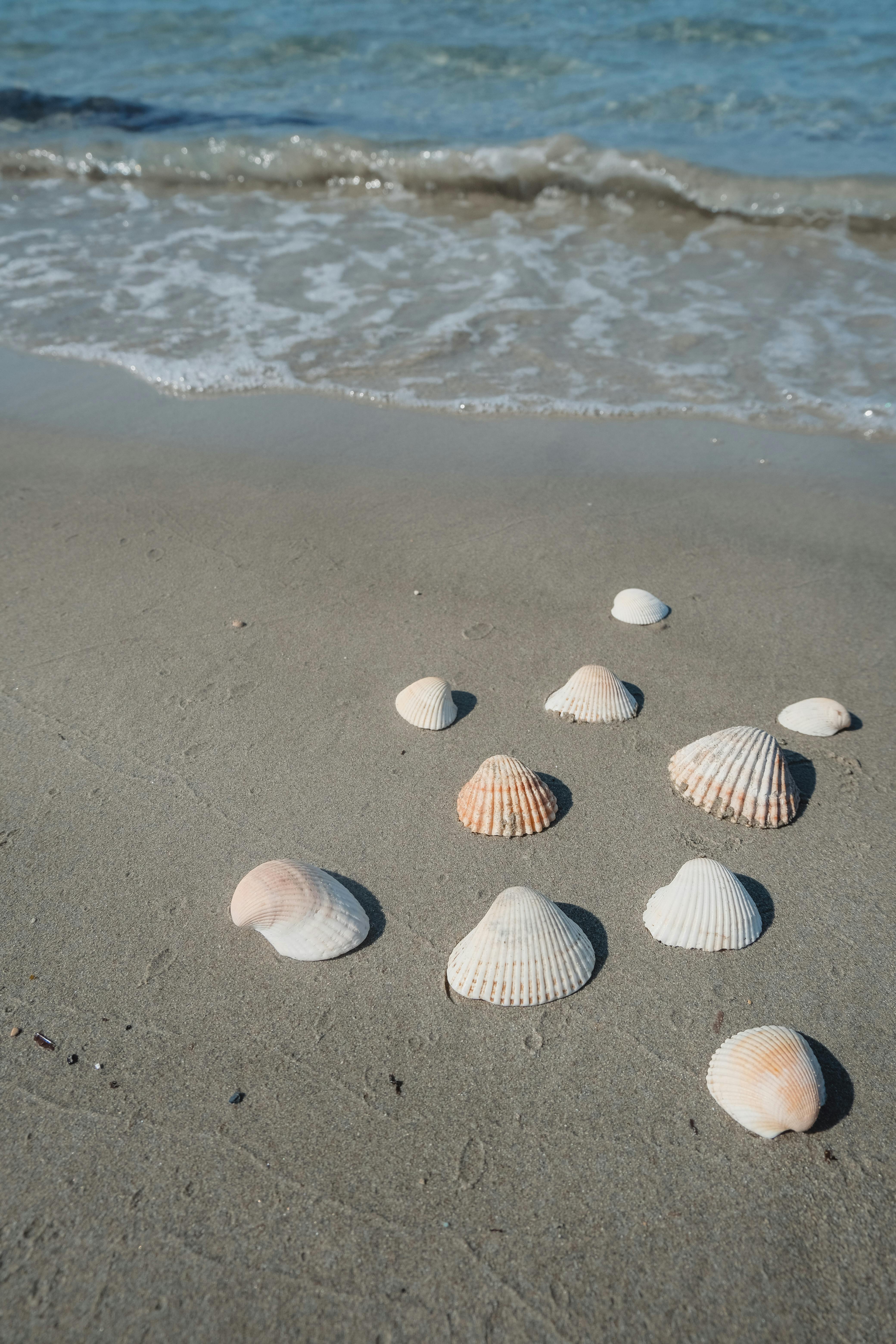 Seashells · Free Stock Photo