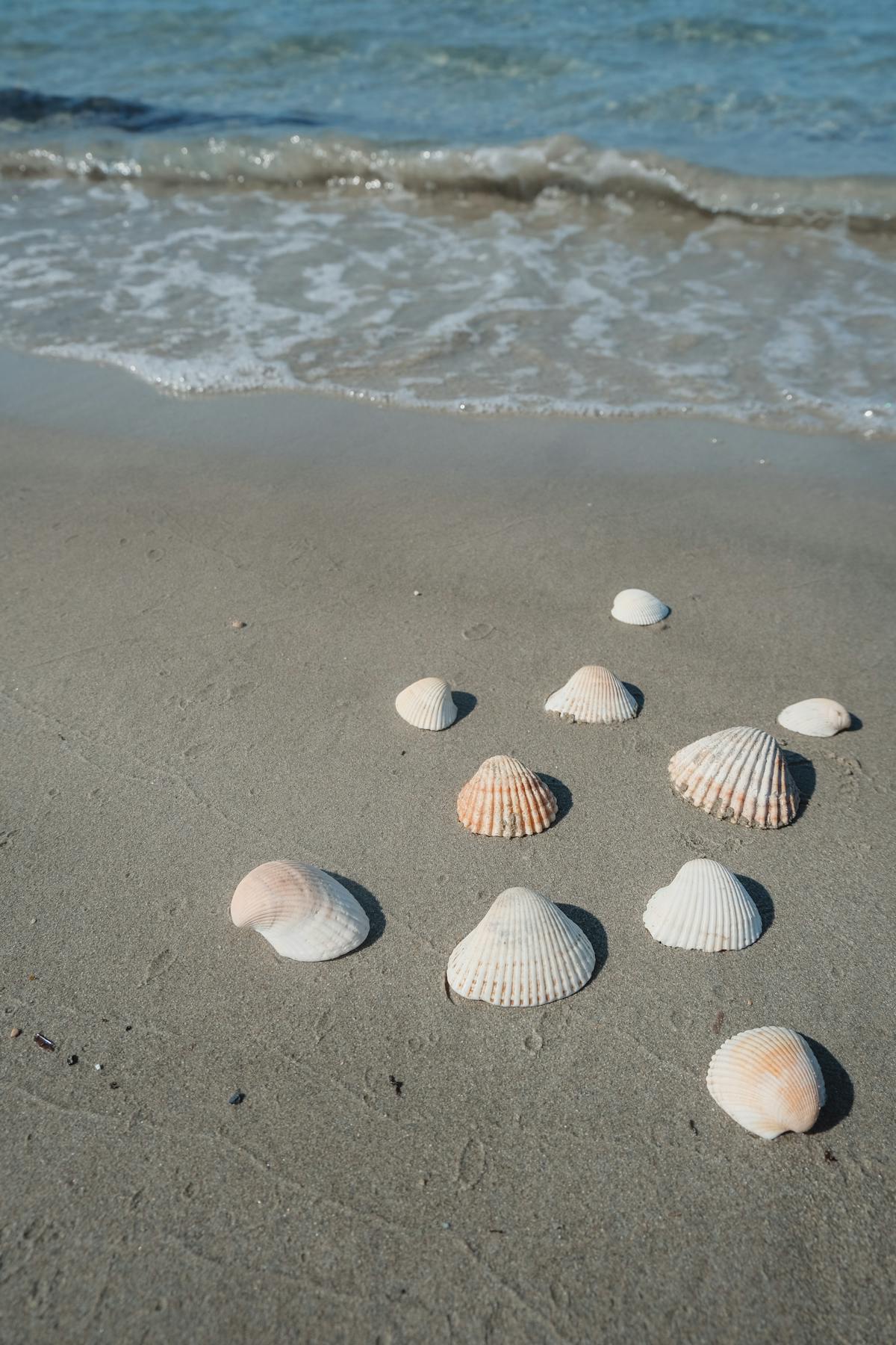 Beach Sea Shells Photos, Download The BEST Free Beach Sea Shells Stock ...