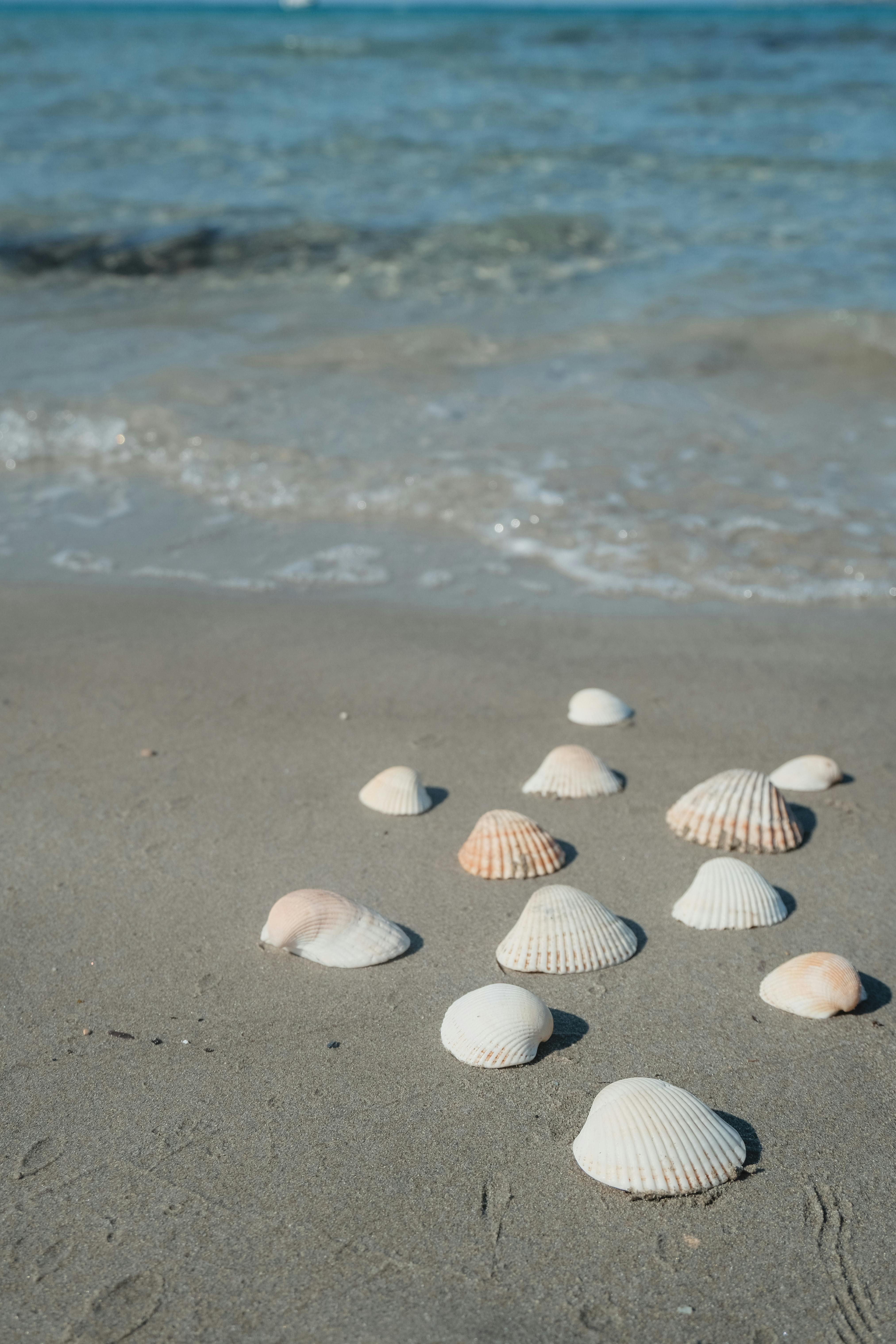 Shells on Beach · Free Stock Photo