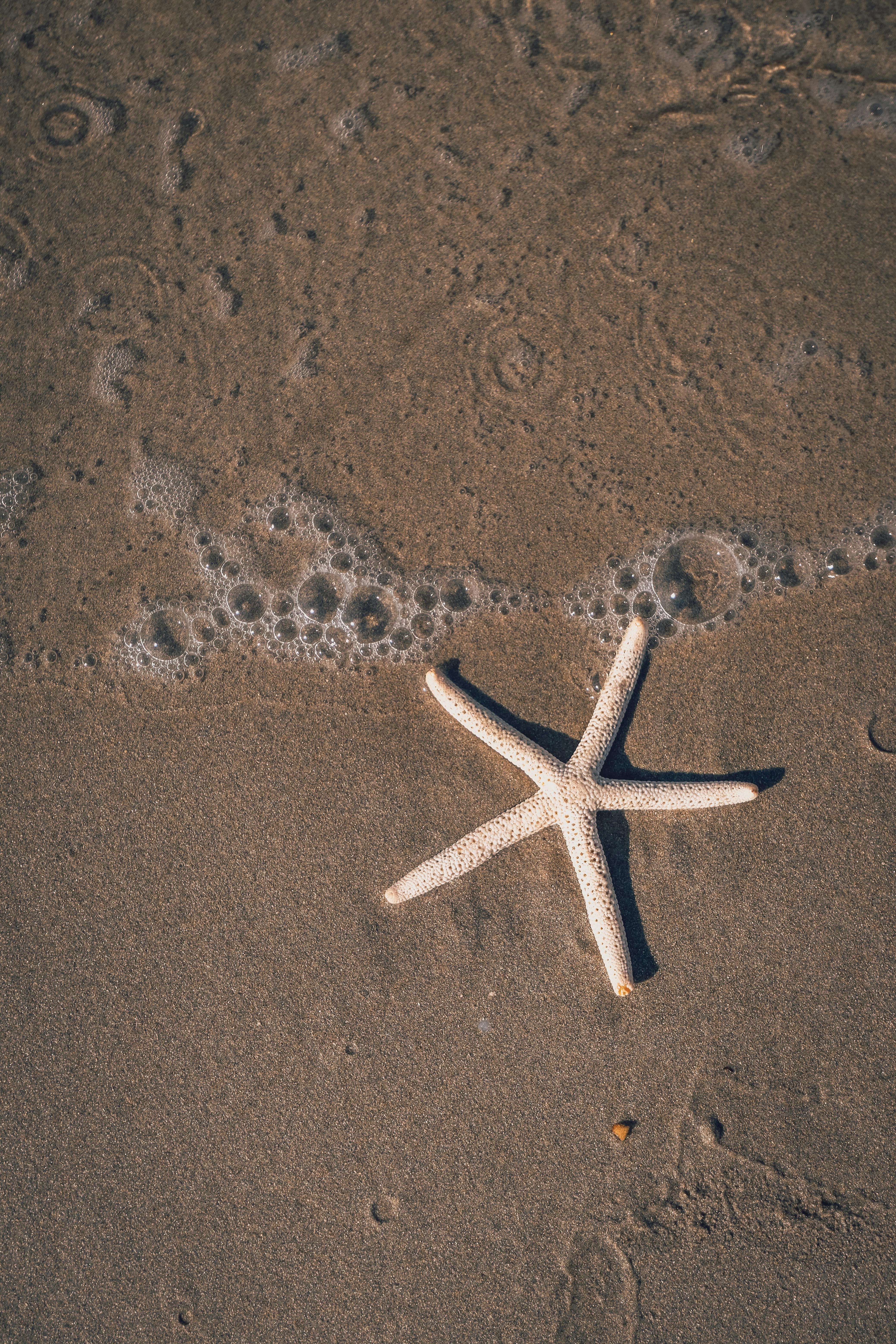 Starfish on the Beach · Free Stock Photo