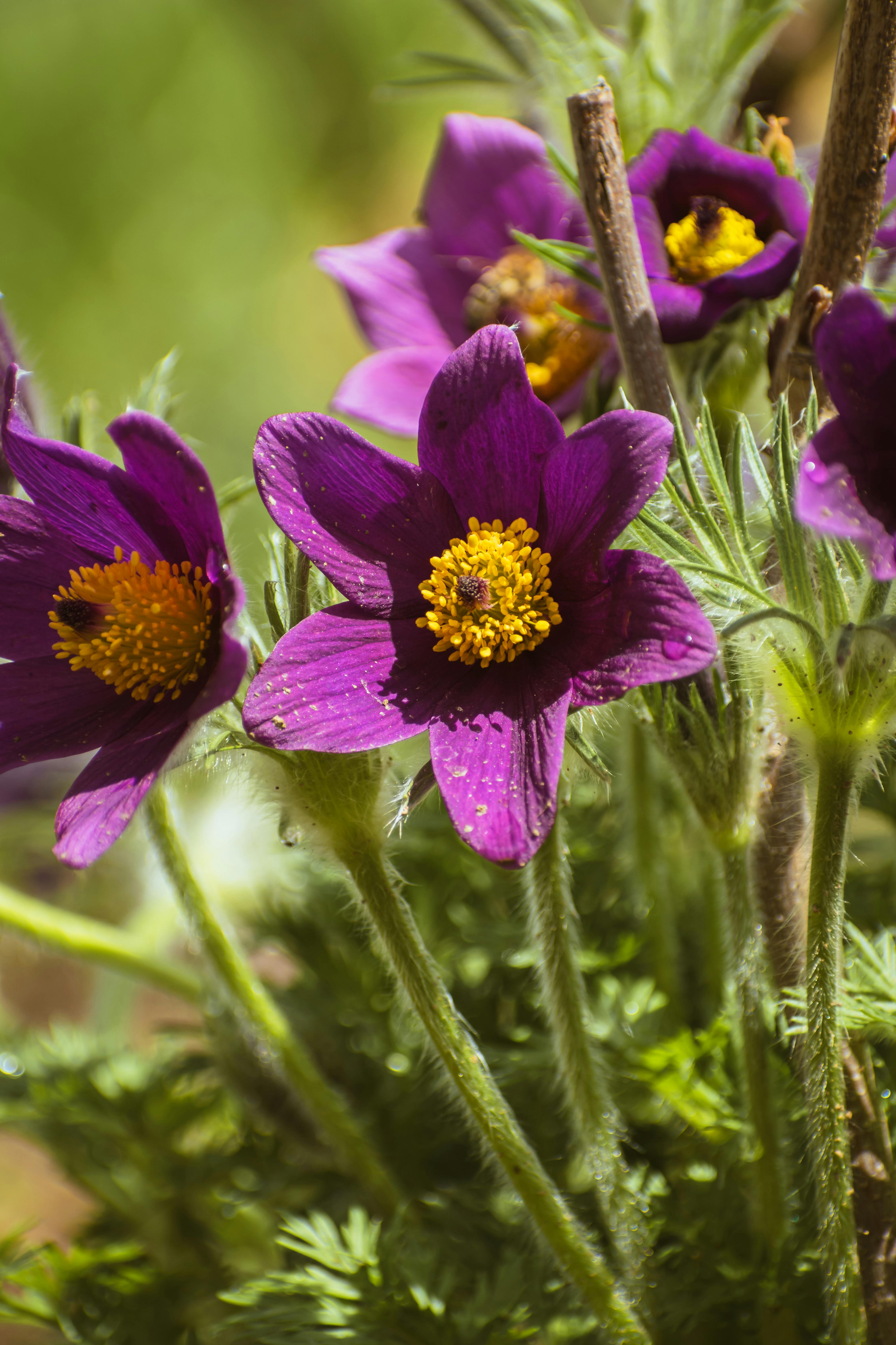 Pulsatilla Photos, Download The BEST Free Pulsatilla Stock Photos & HD ...
