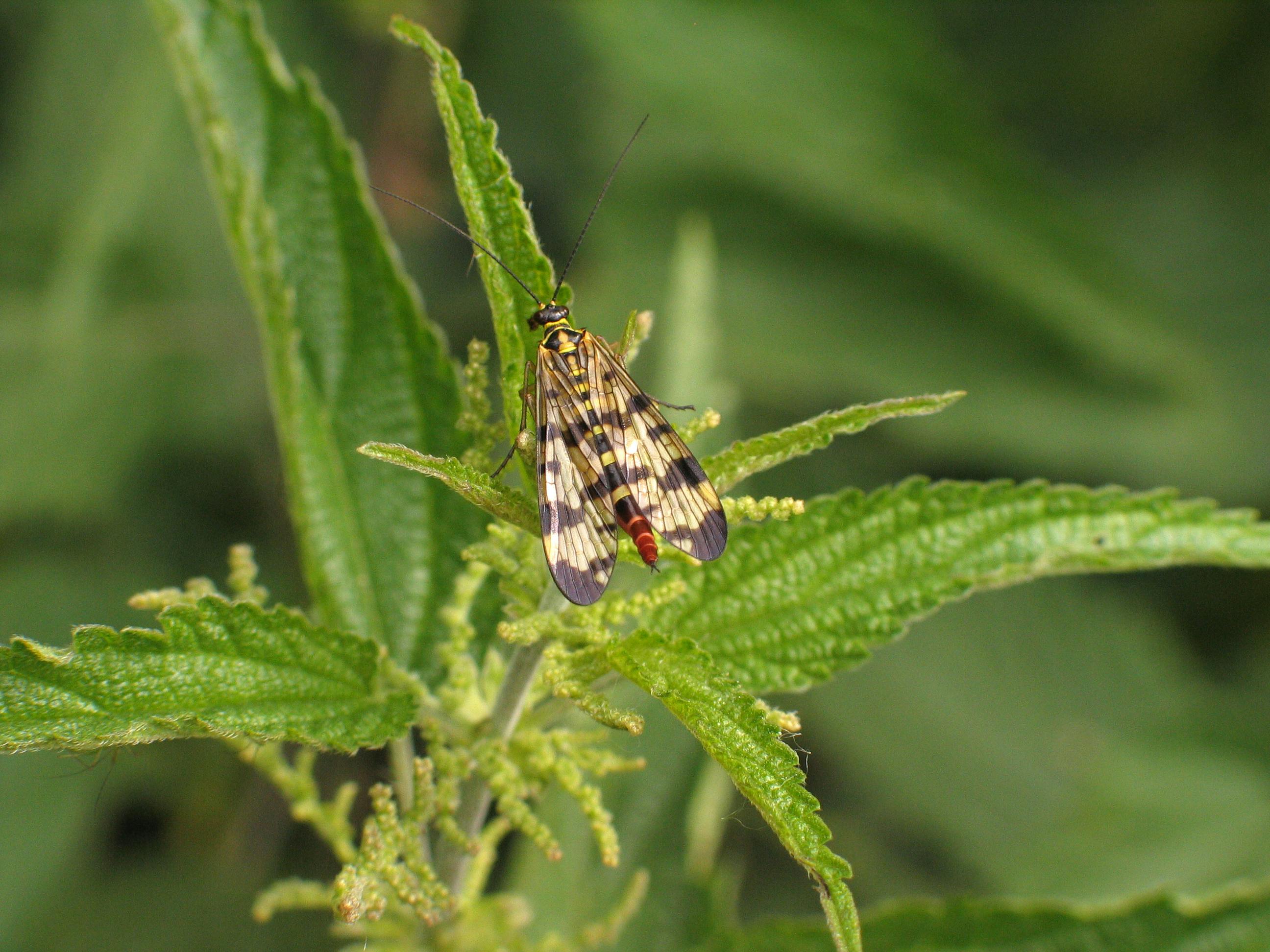 Close-up of an Insect on a Nettle · Free Stock Photo