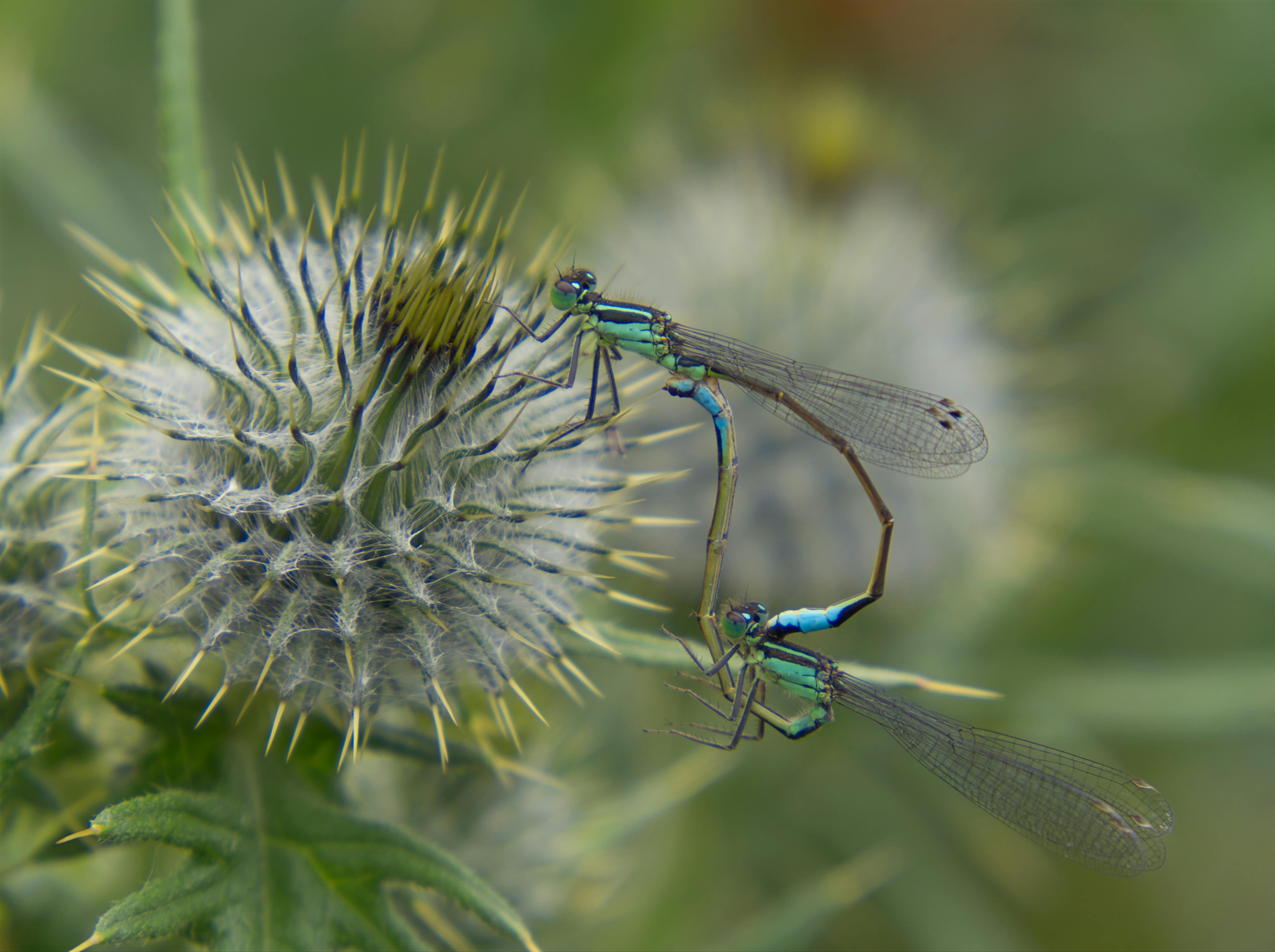 Damselflies Mating on Plant · Free Stock Photo