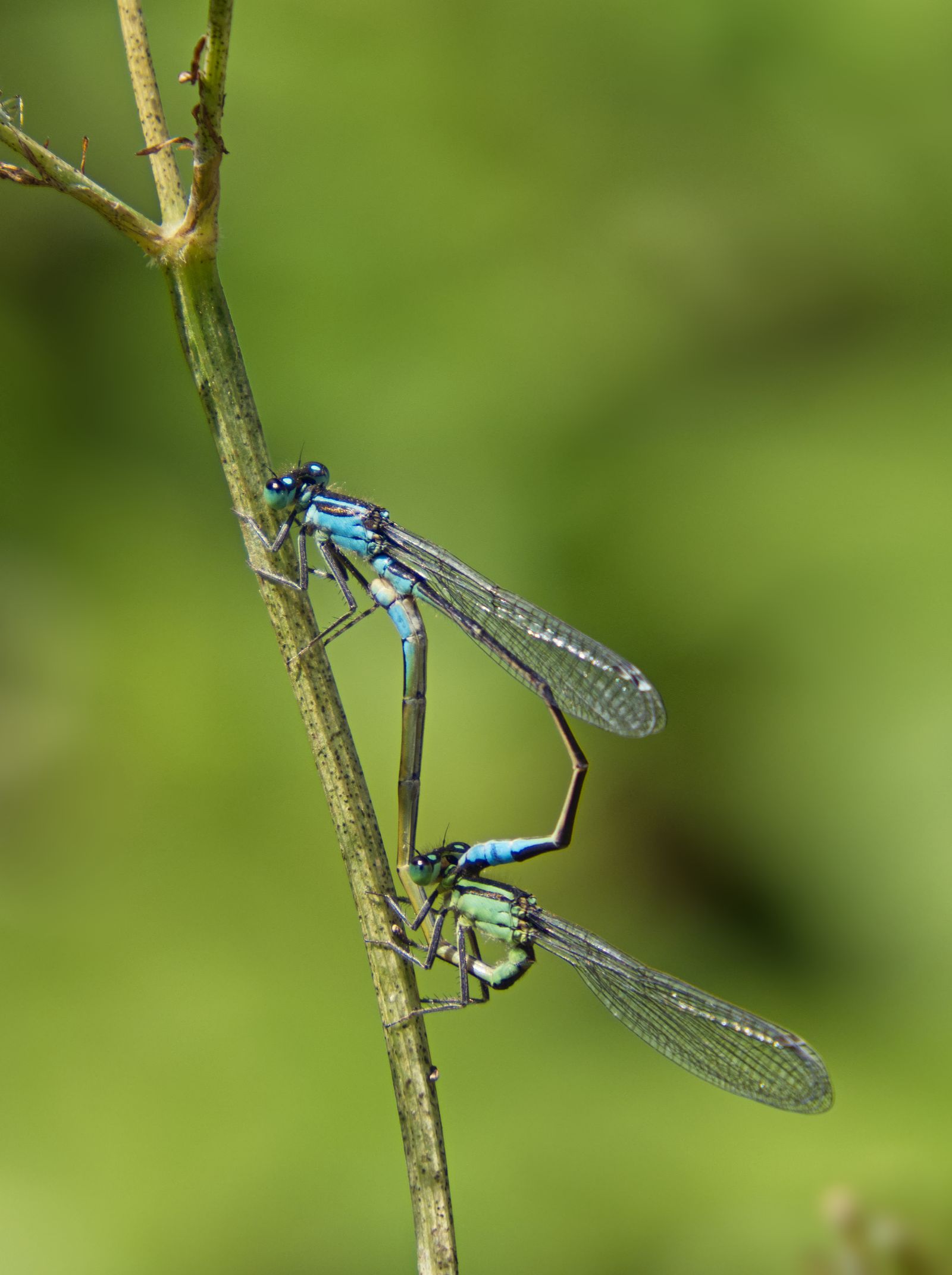Free Pics Dragonflies Photos, Download The BEST Free Free Pics ...
