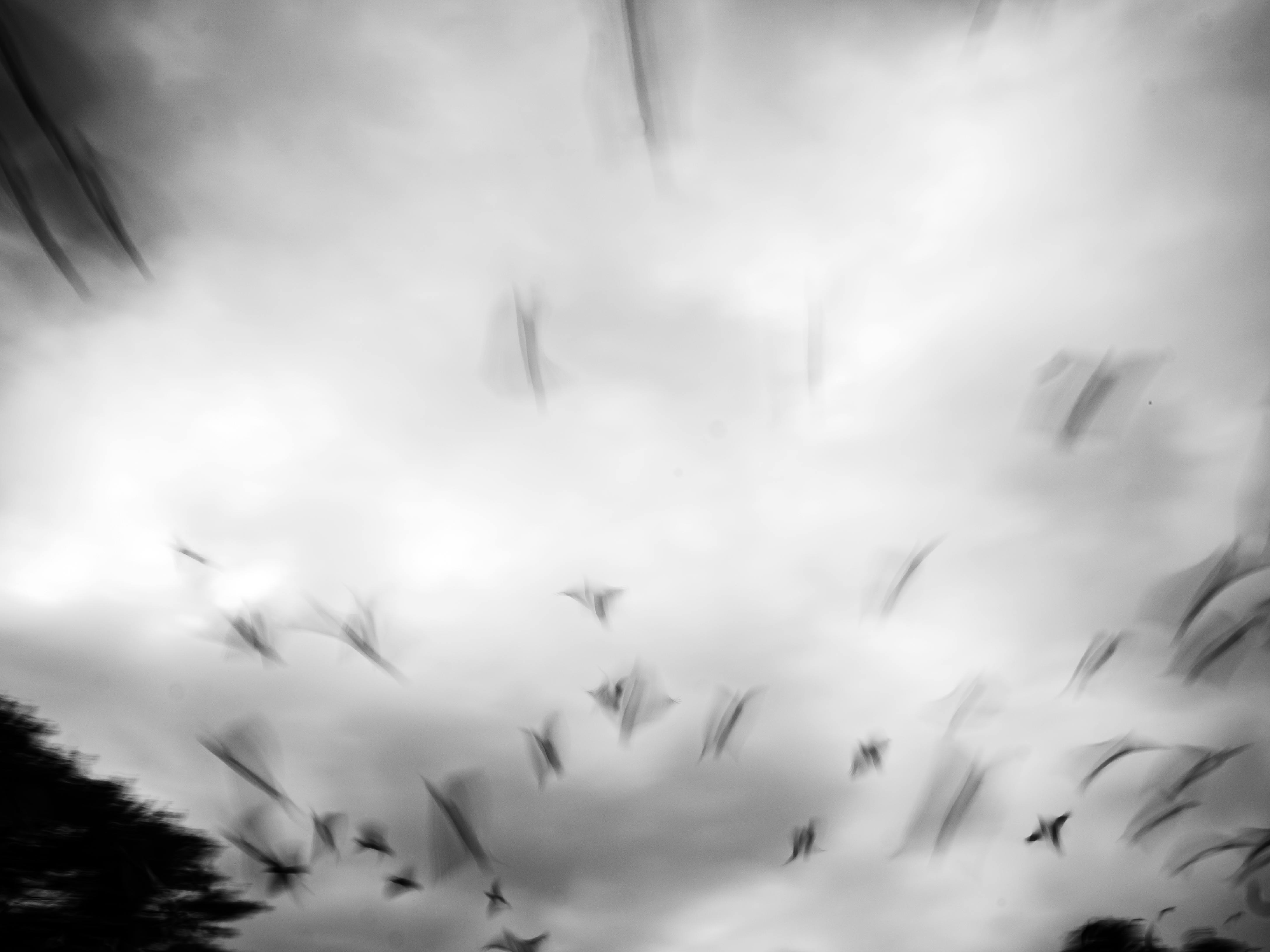 Sad Sky And Birds Photos, Download The BEST Free Sad Sky And Birds ...